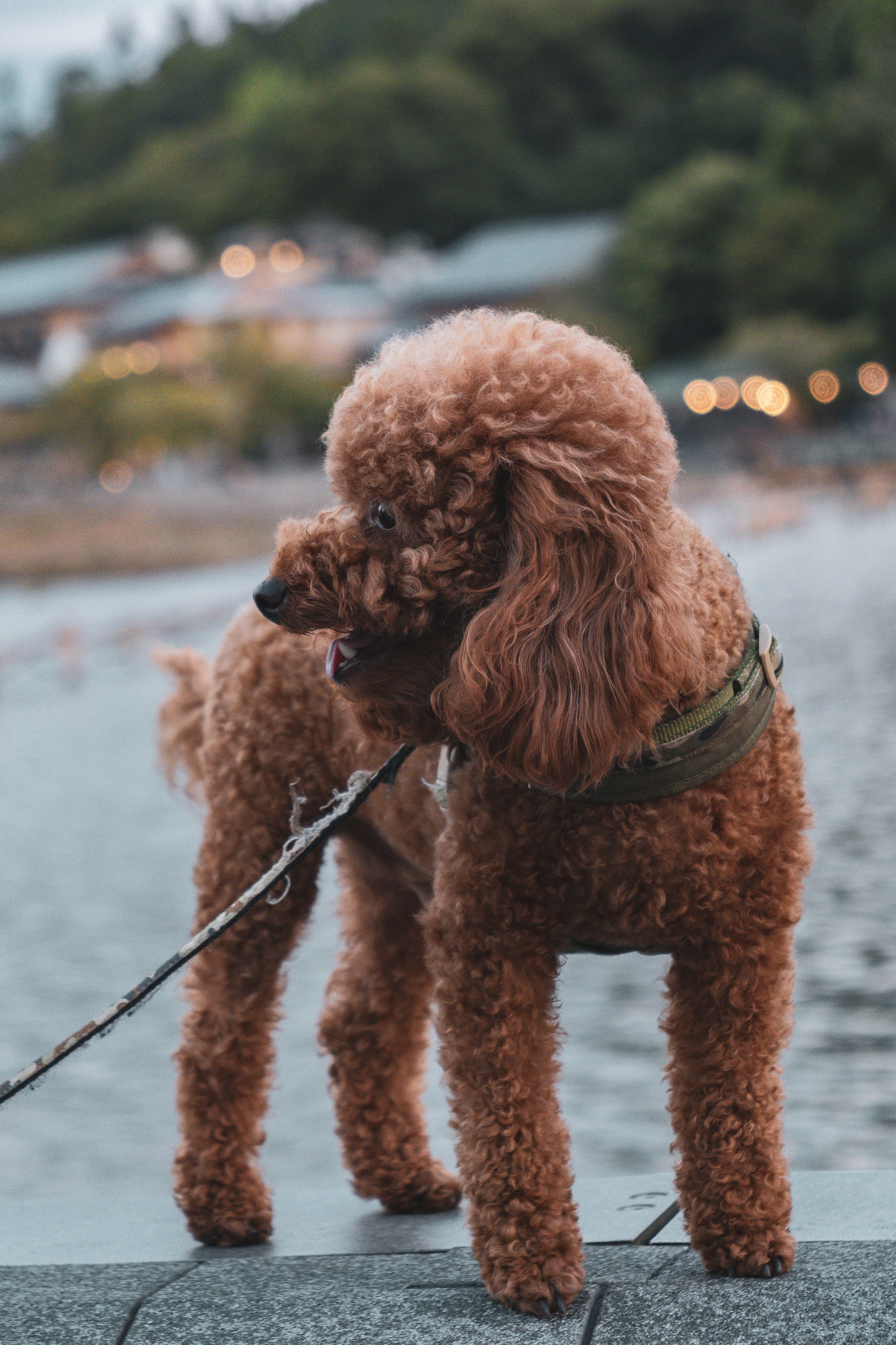 Poodle on Leash · Free Stock Photo