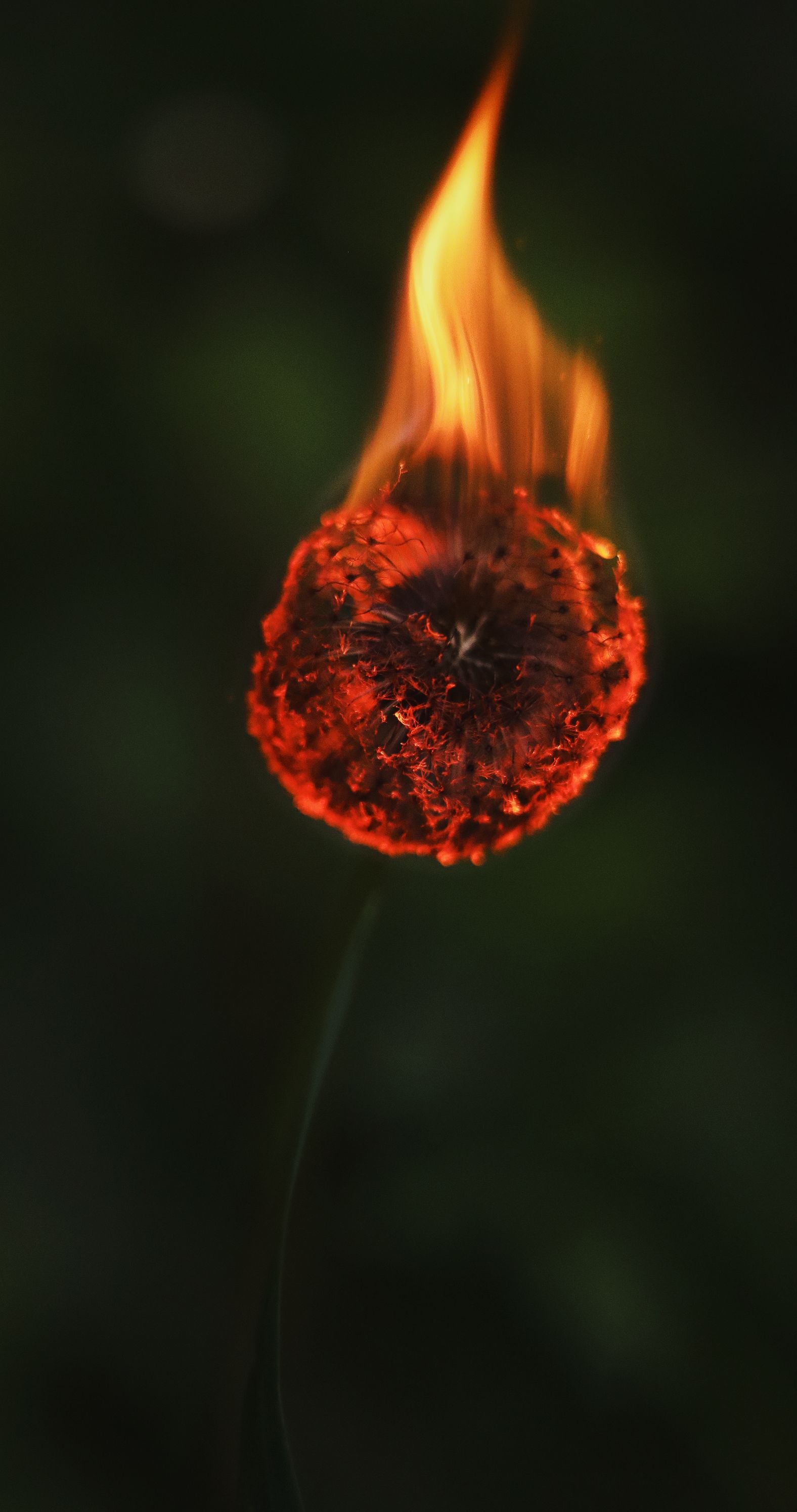 Close-up of a Burning Dandelion · Free Stock Photo