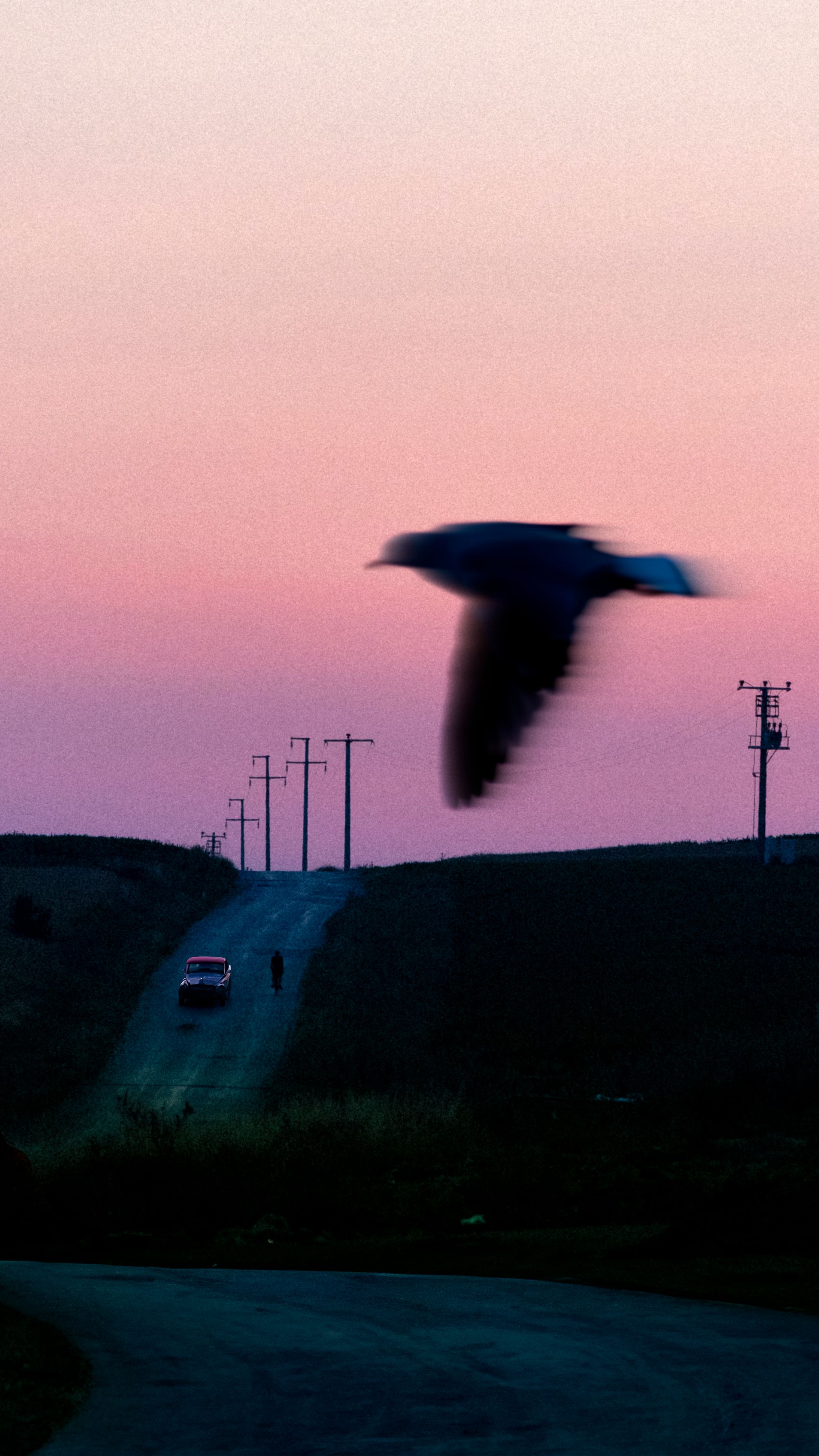 Blurry Picture of a Bird Flying against a Sunset Sky · Free Stock Photo
