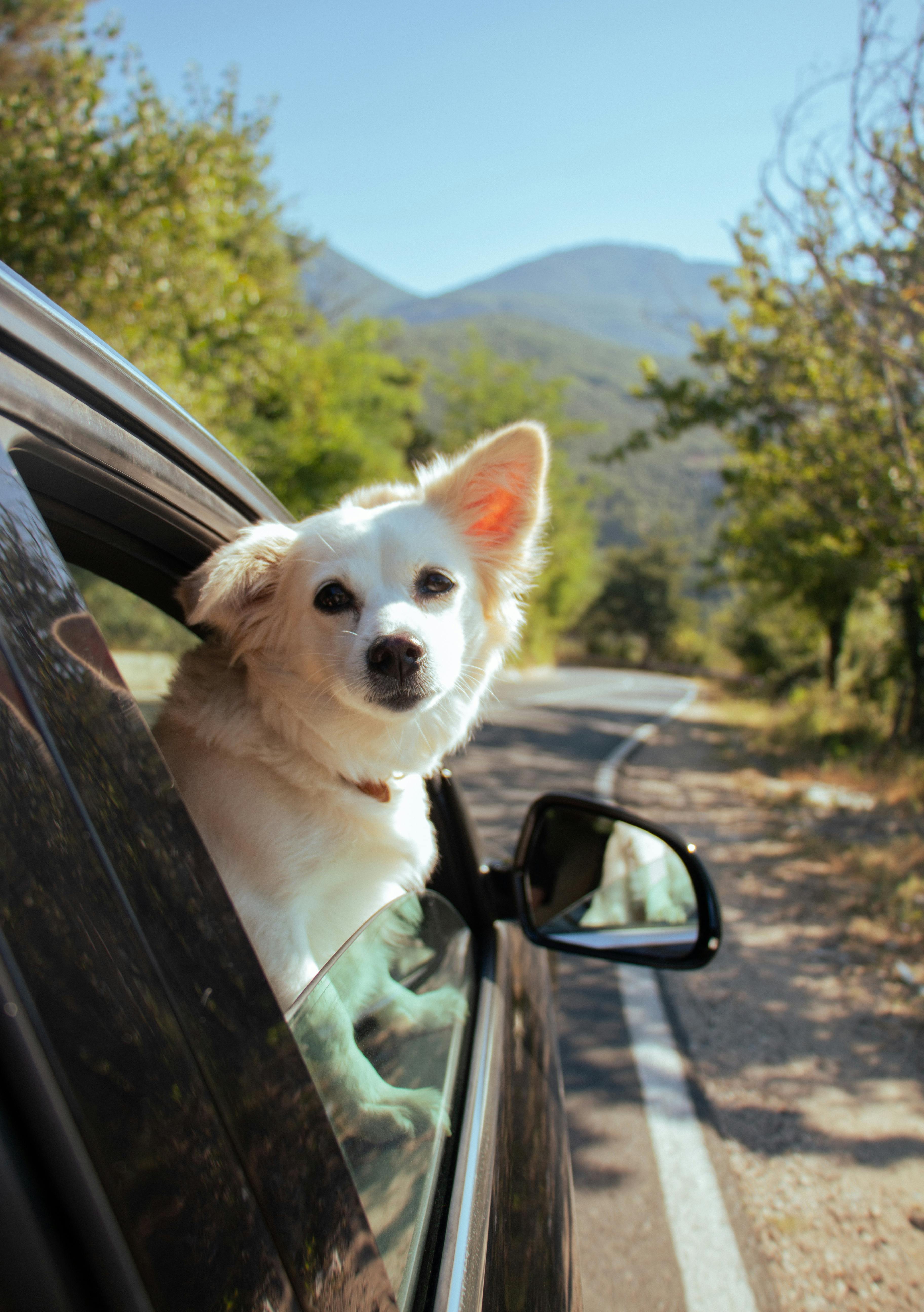 Dog in Convertible Car · Free Stock Photo