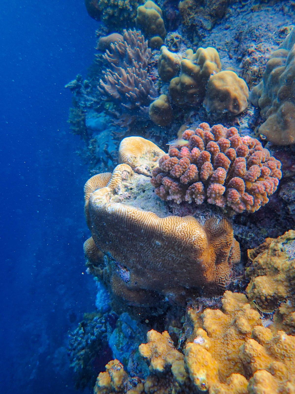Coral Bleaching Before And After Photos, Download The BEST Free Coral ...