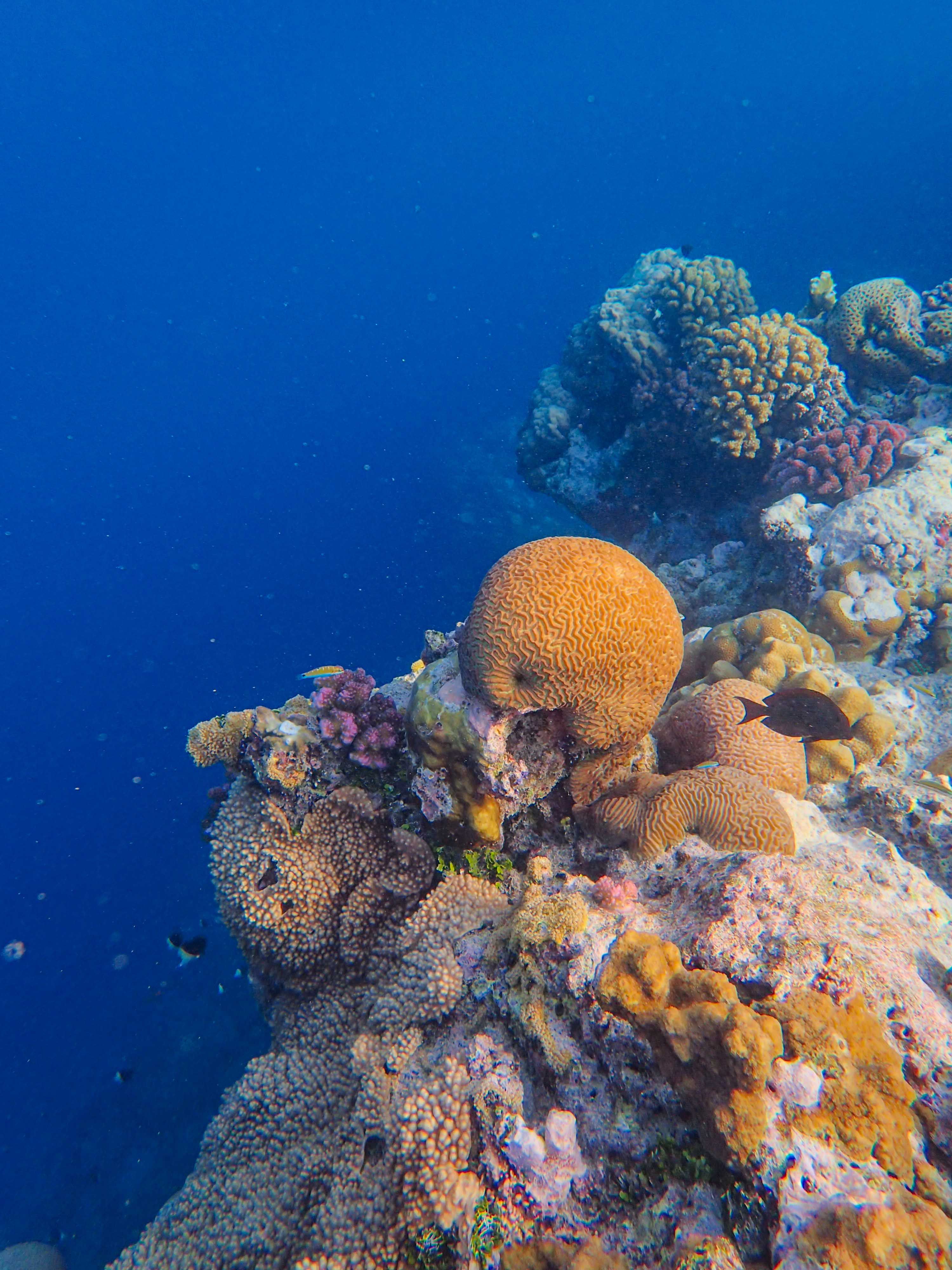 Close up of Coral Reef · Free Stock Photo