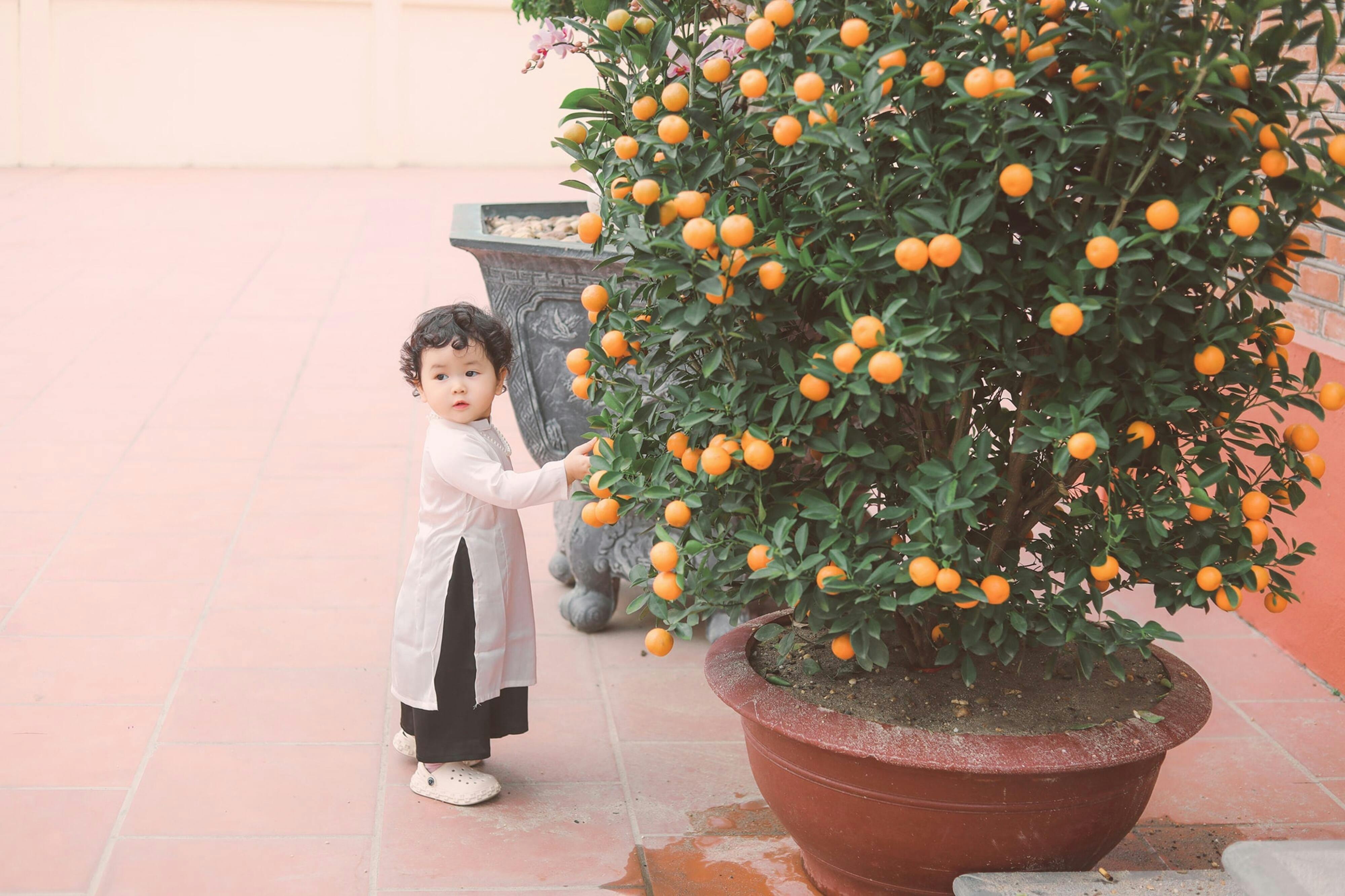 Standing Child by Potted Tree with Mandarin Fruits · Free Stock Photo