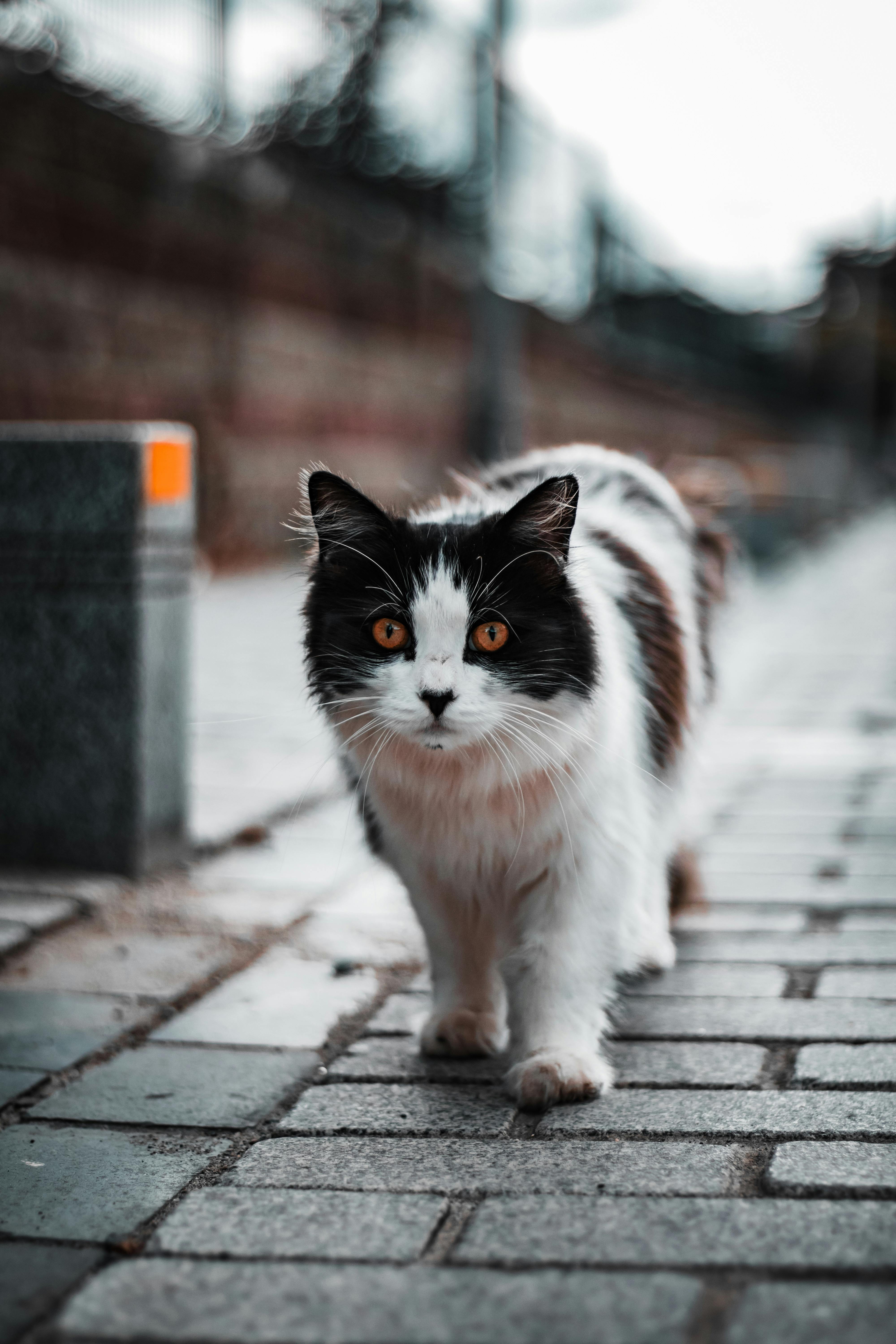 Cat Walking Calm on Paving Sidewalk · Free Stock Photo
