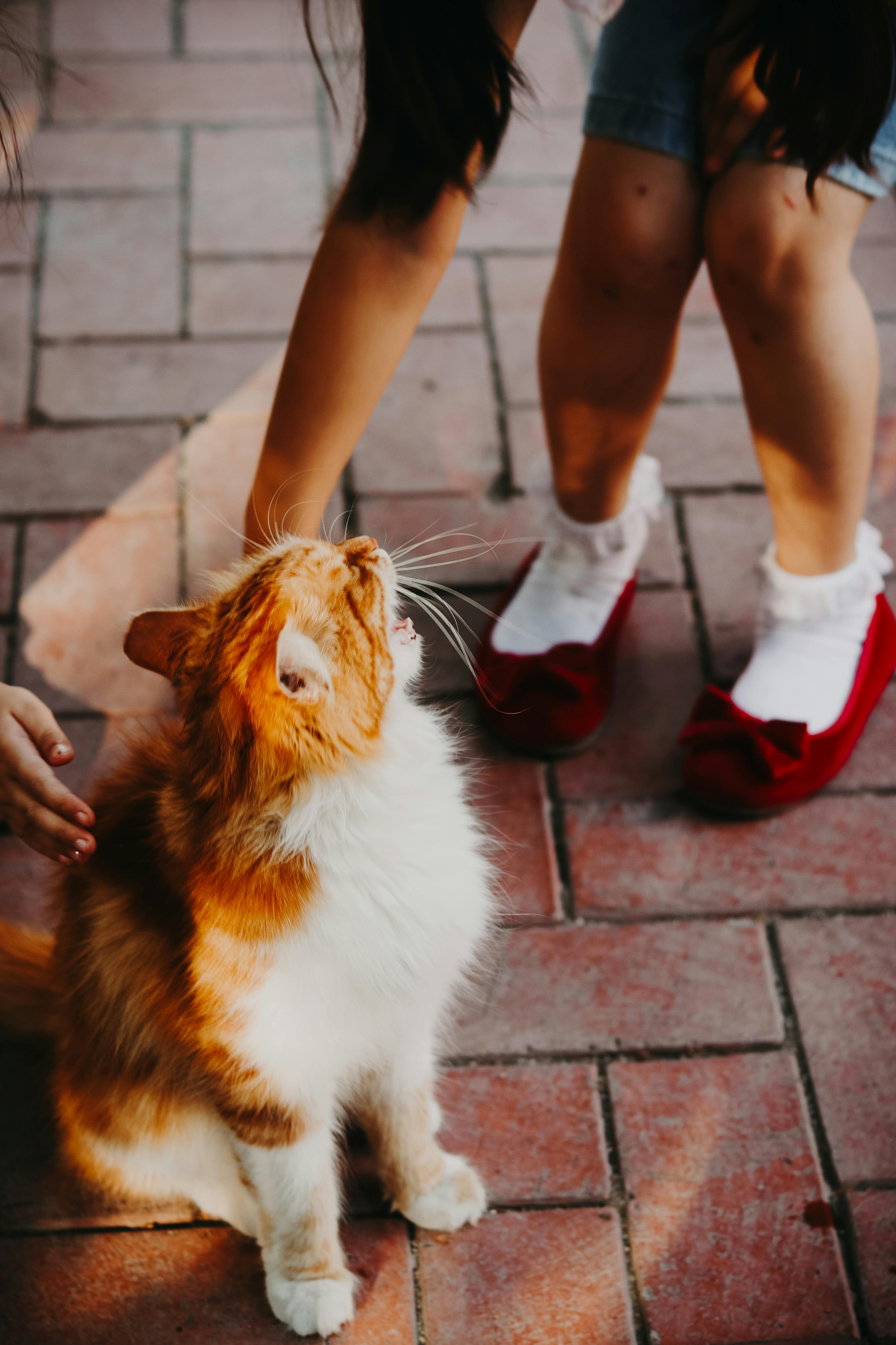 Woman Patting Cat on Pavement · Free Stock Photo