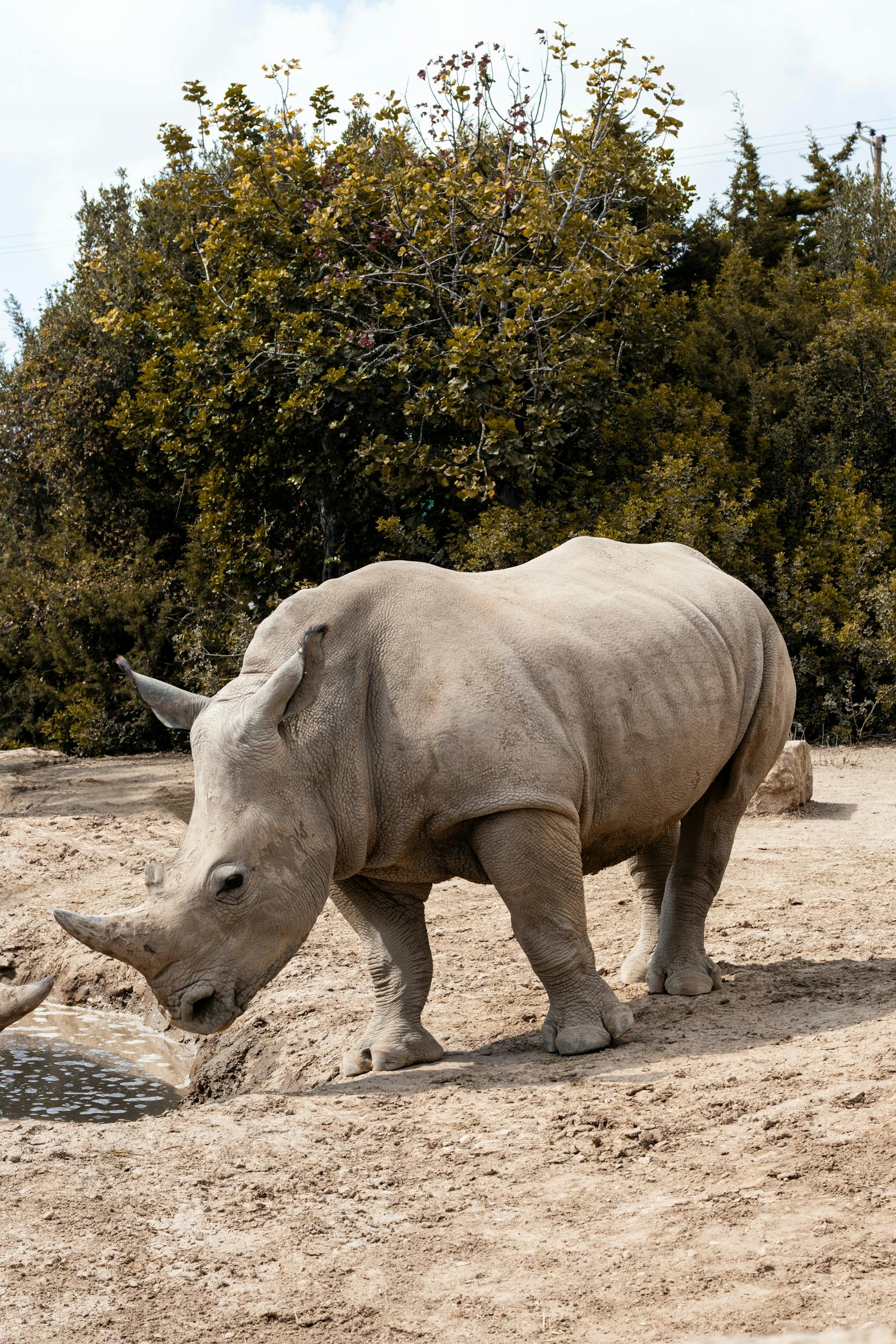 Rhino Photos, Download The BEST Free Rhino Stock Photos & HD Images