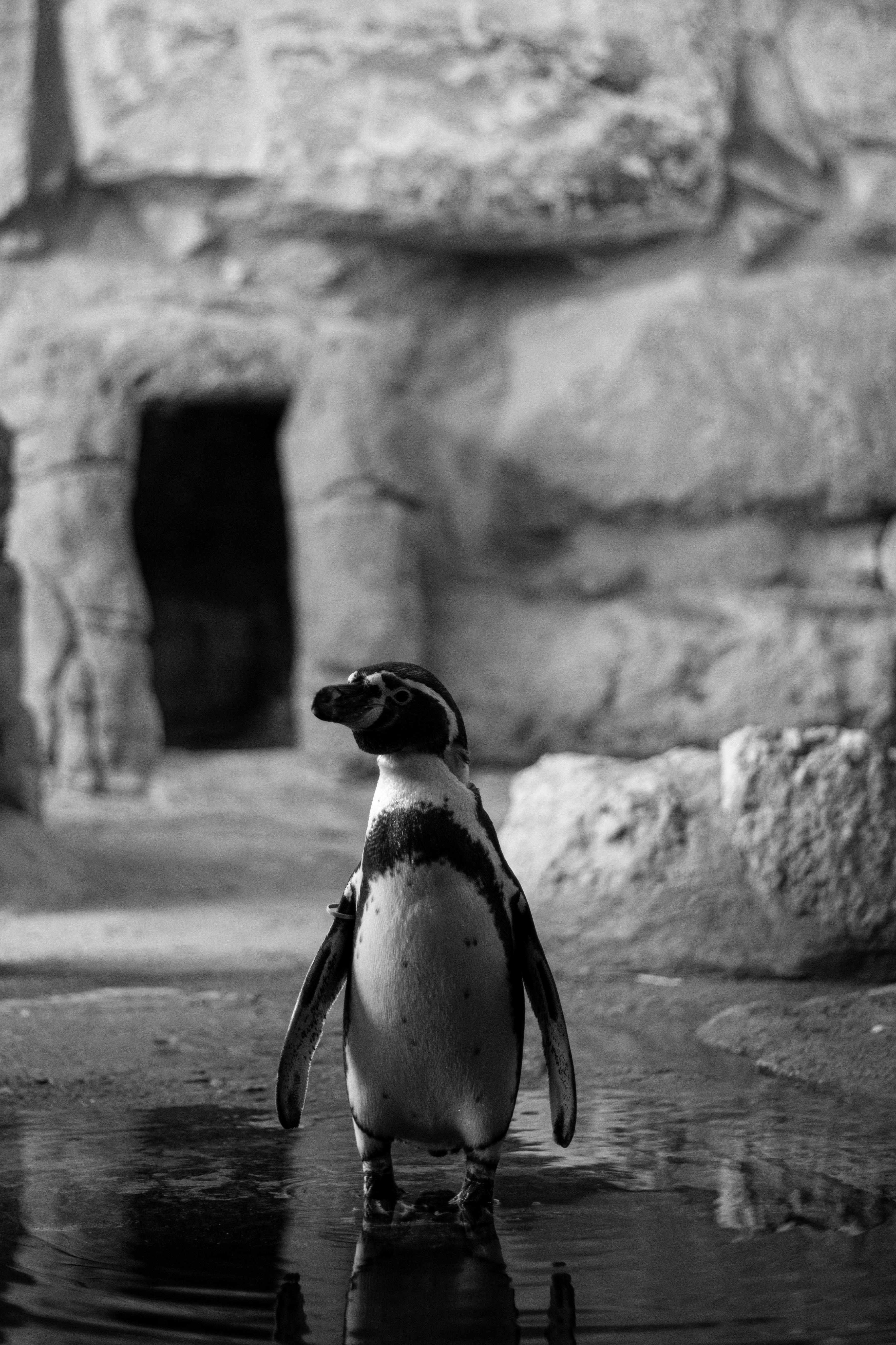 Black And White Penguin · Free Stock Photo