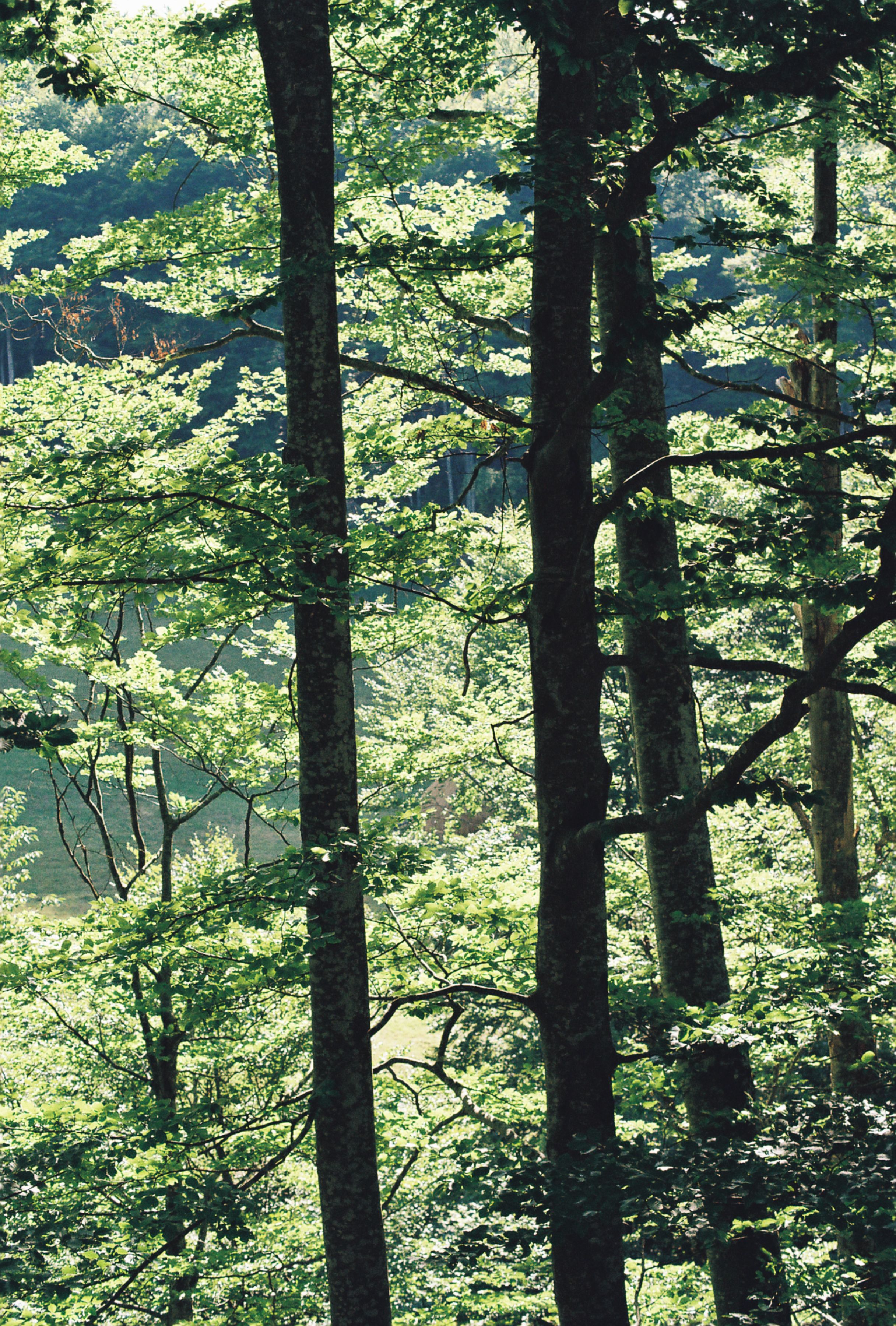 Lush of Foliage Forest Tress · Free Stock Photo