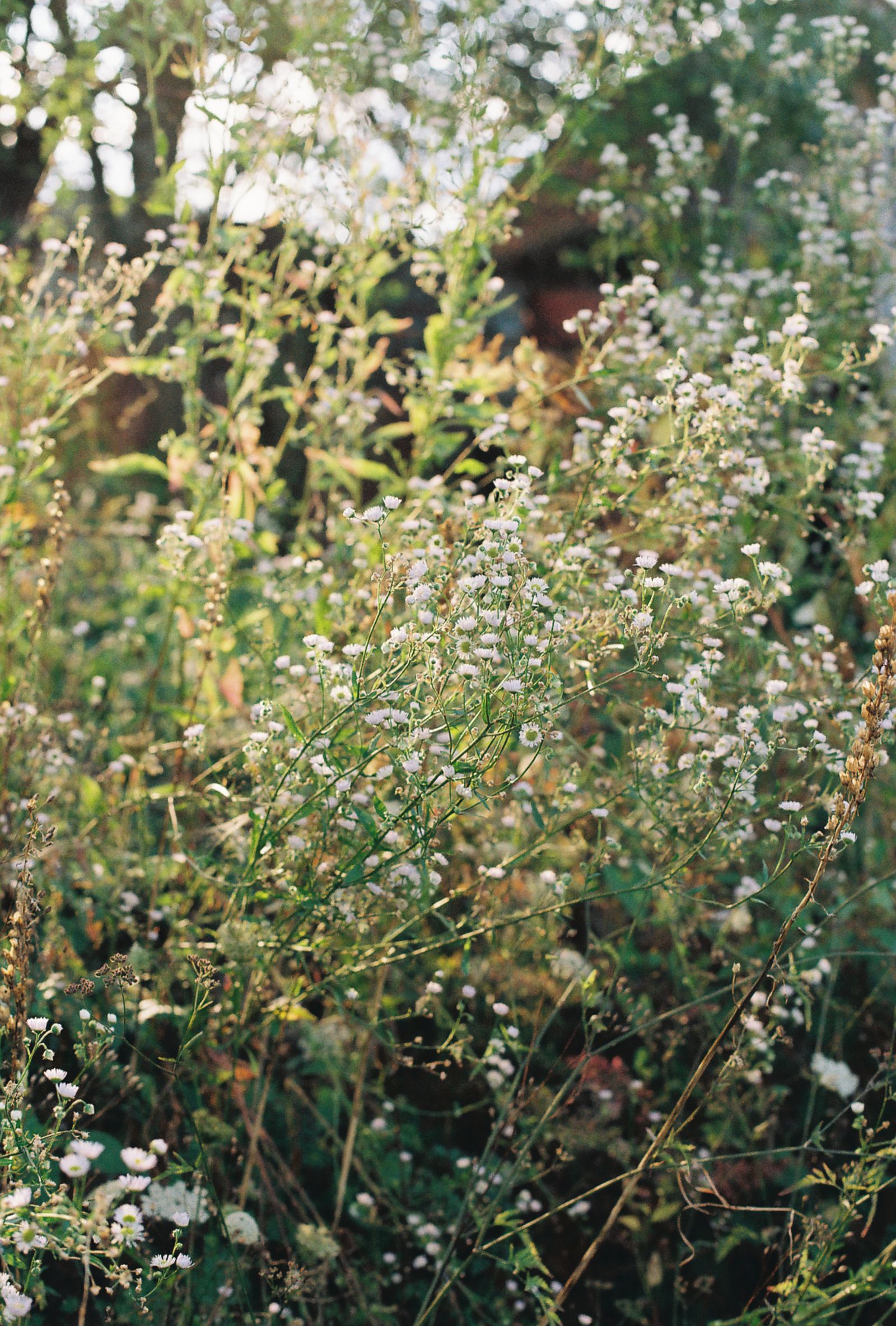 Wildflowers Bush Photos, Download The BEST Free Wildflowers Bush Stock ...