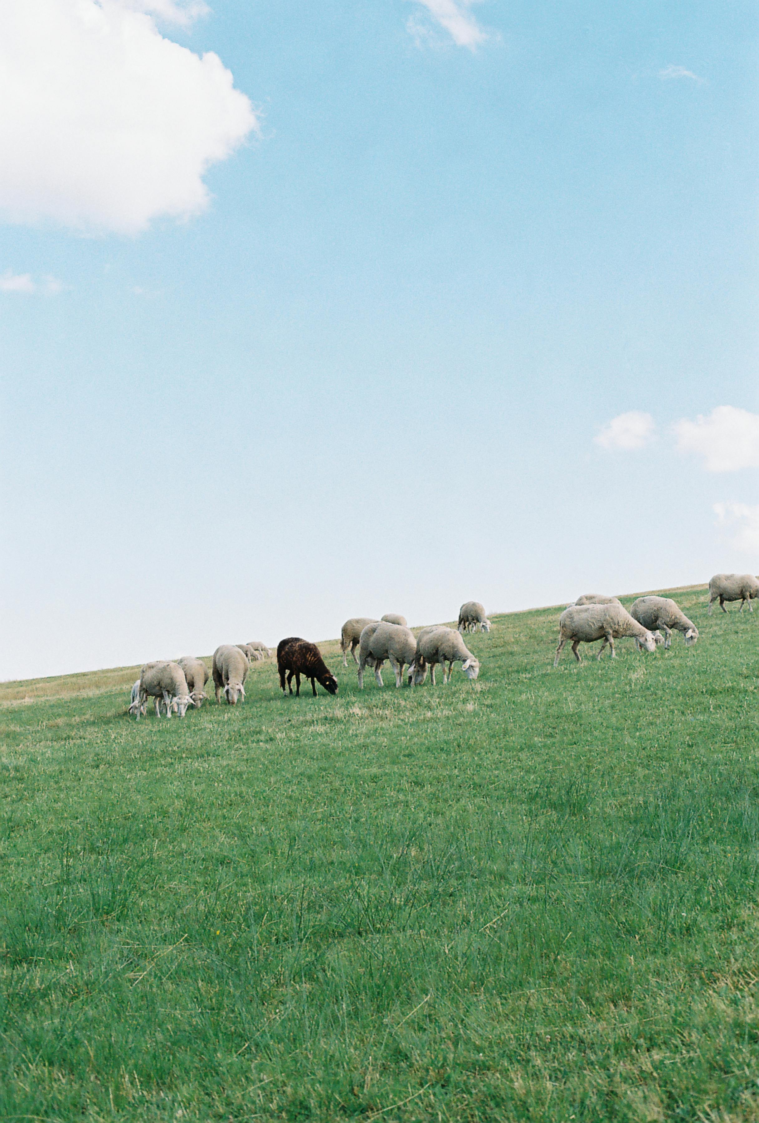 Sheep behind Container · Free Stock Photo