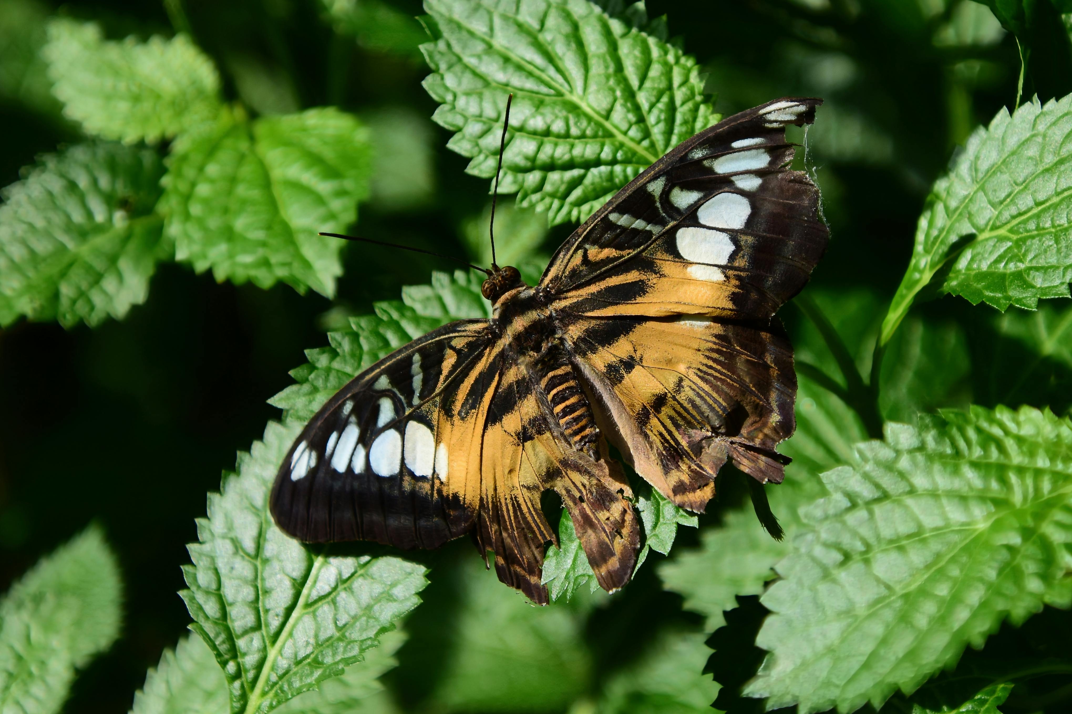 Athena Parthenos Photos, Download The BEST Free Athena Parthenos Stock ...