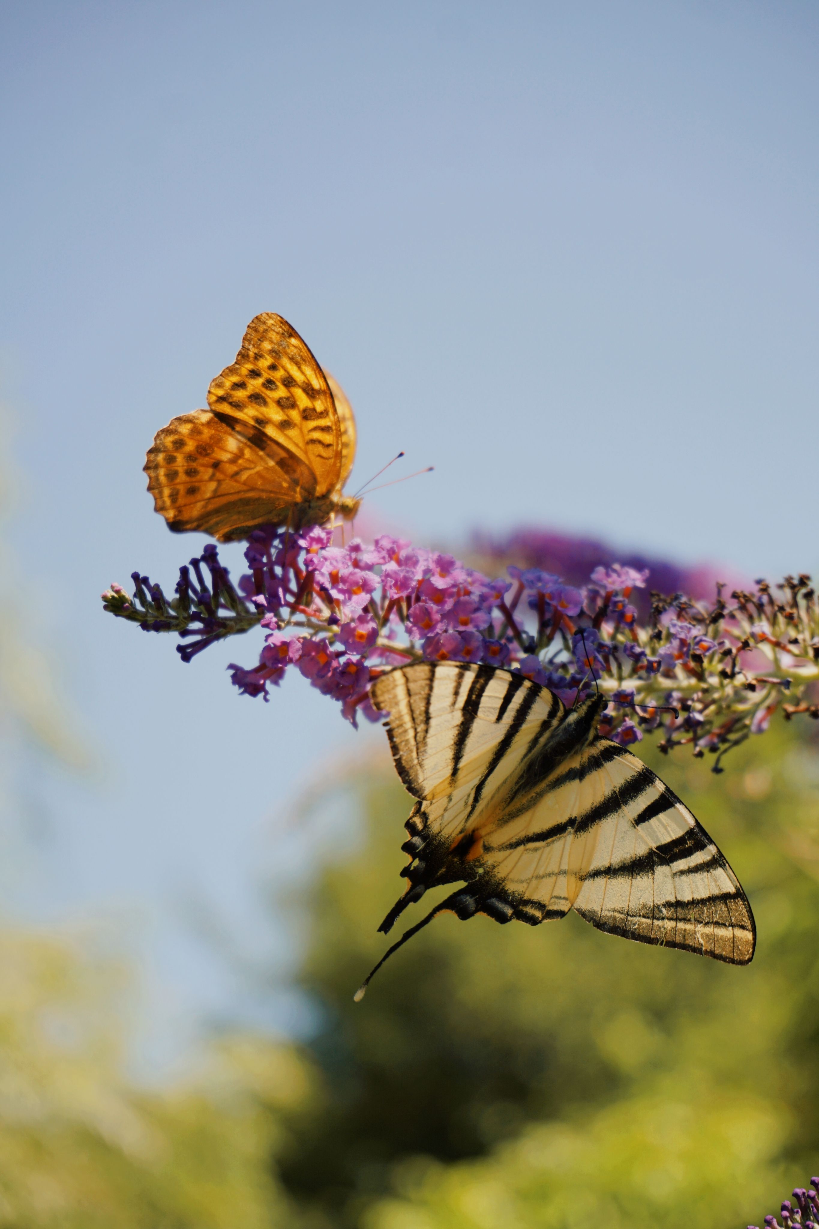 Butterflies And Cone Flowers Photos, Download The BEST Free Butterflies ...