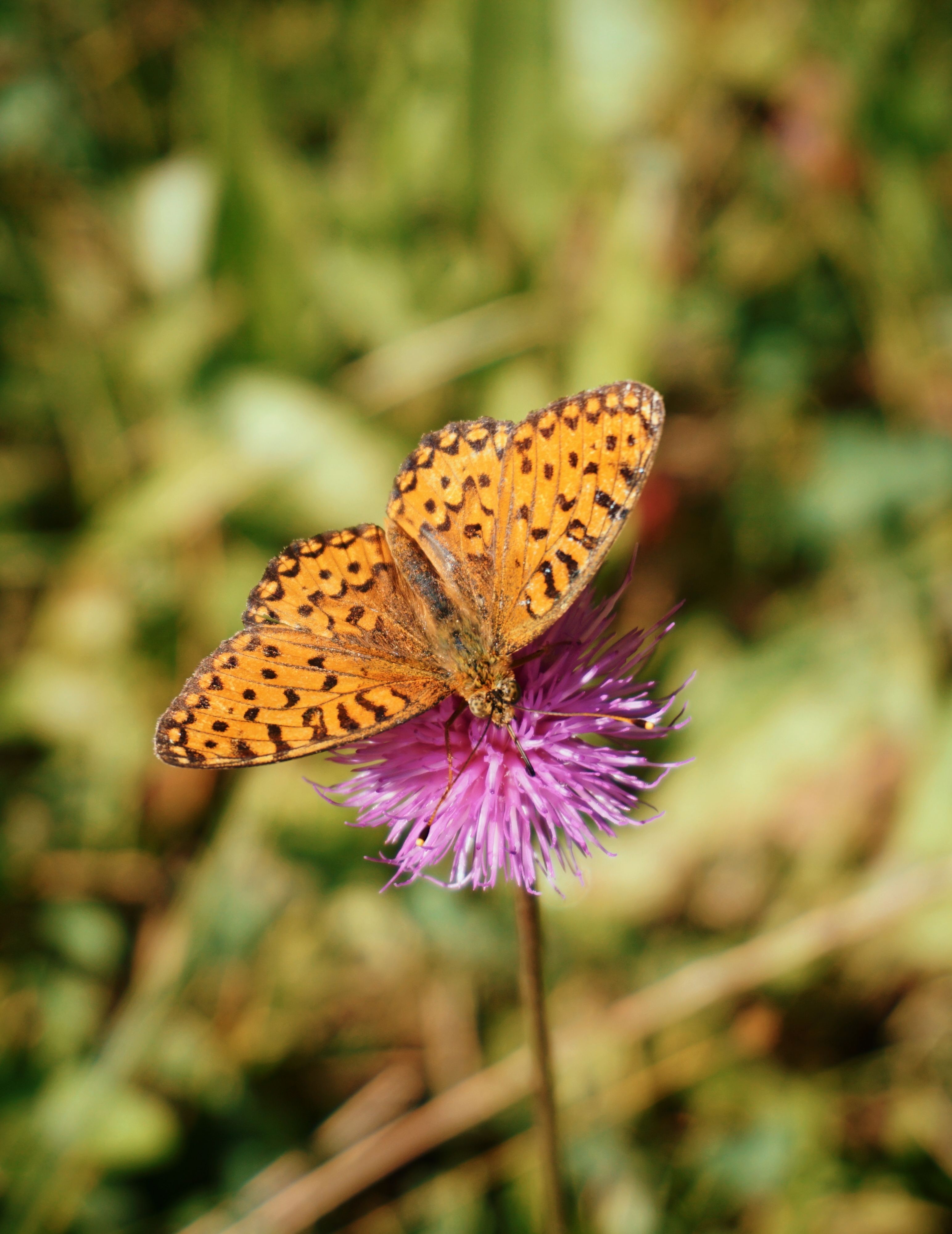 Samsung Butterfly Wallpaper Photos, Download The BEST Free Samsung ...