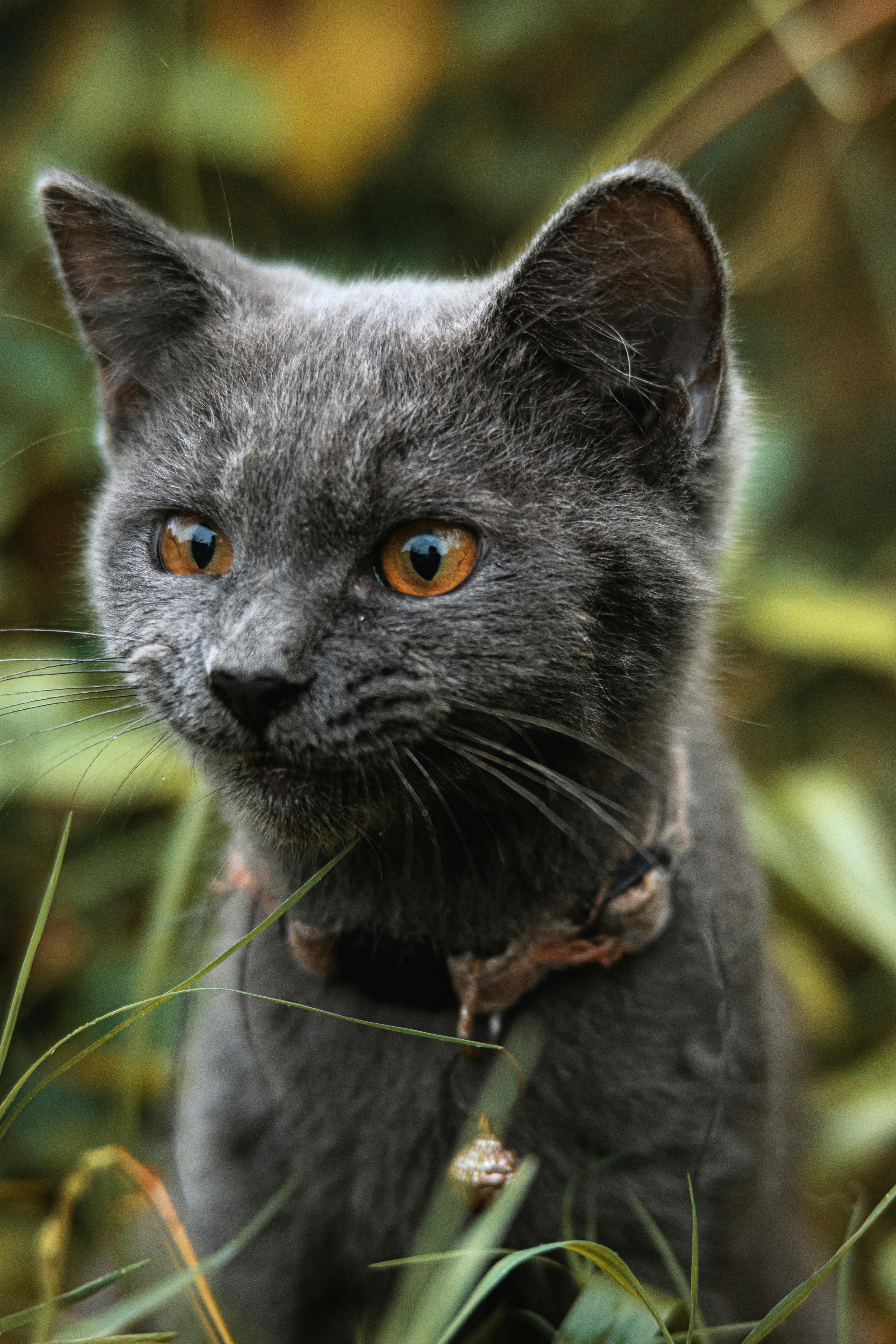 Close up of Cat Head · Free Stock Photo