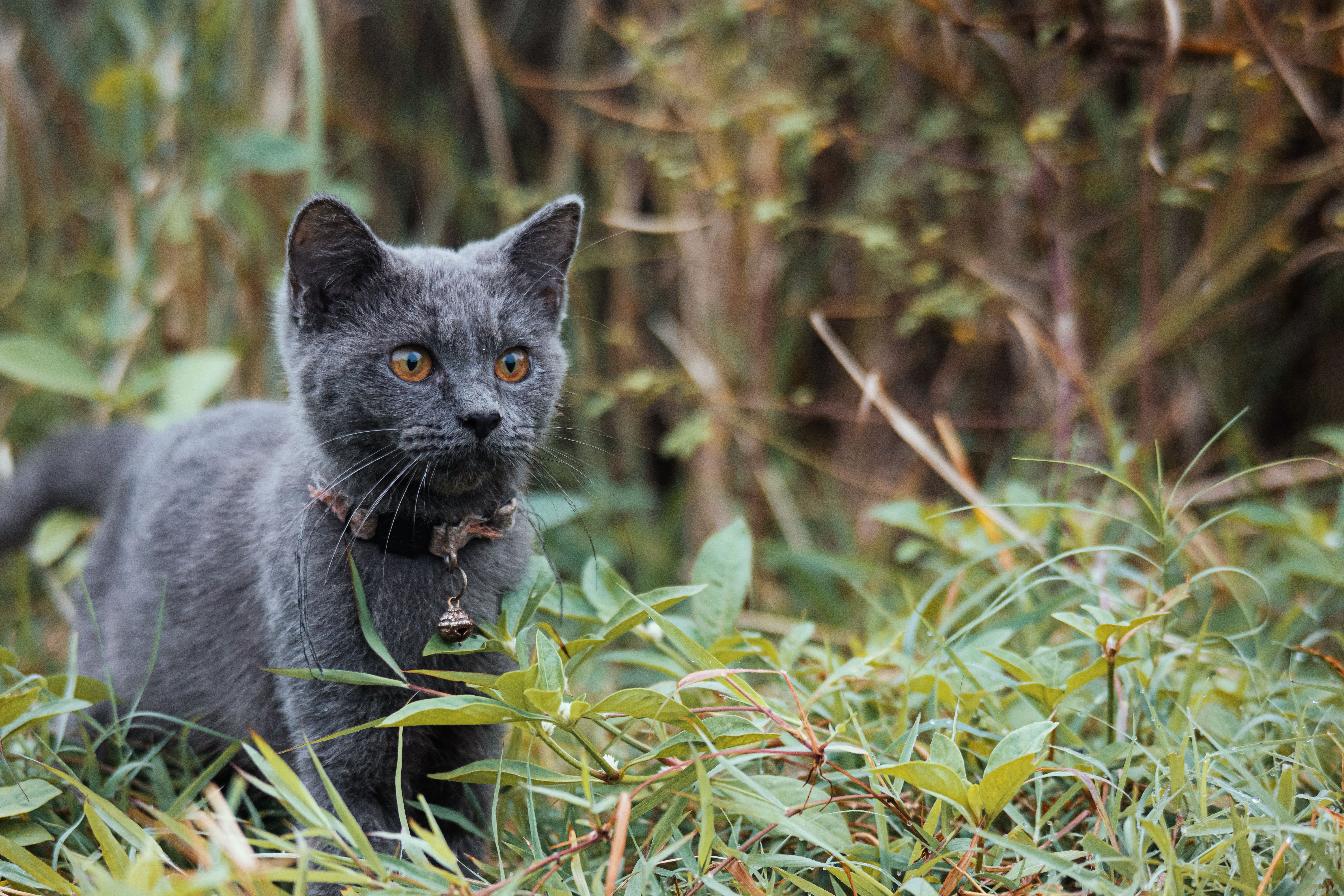 Foto stok gratis tentang alam, anak kucing, awas, bersemangat, binatang ...