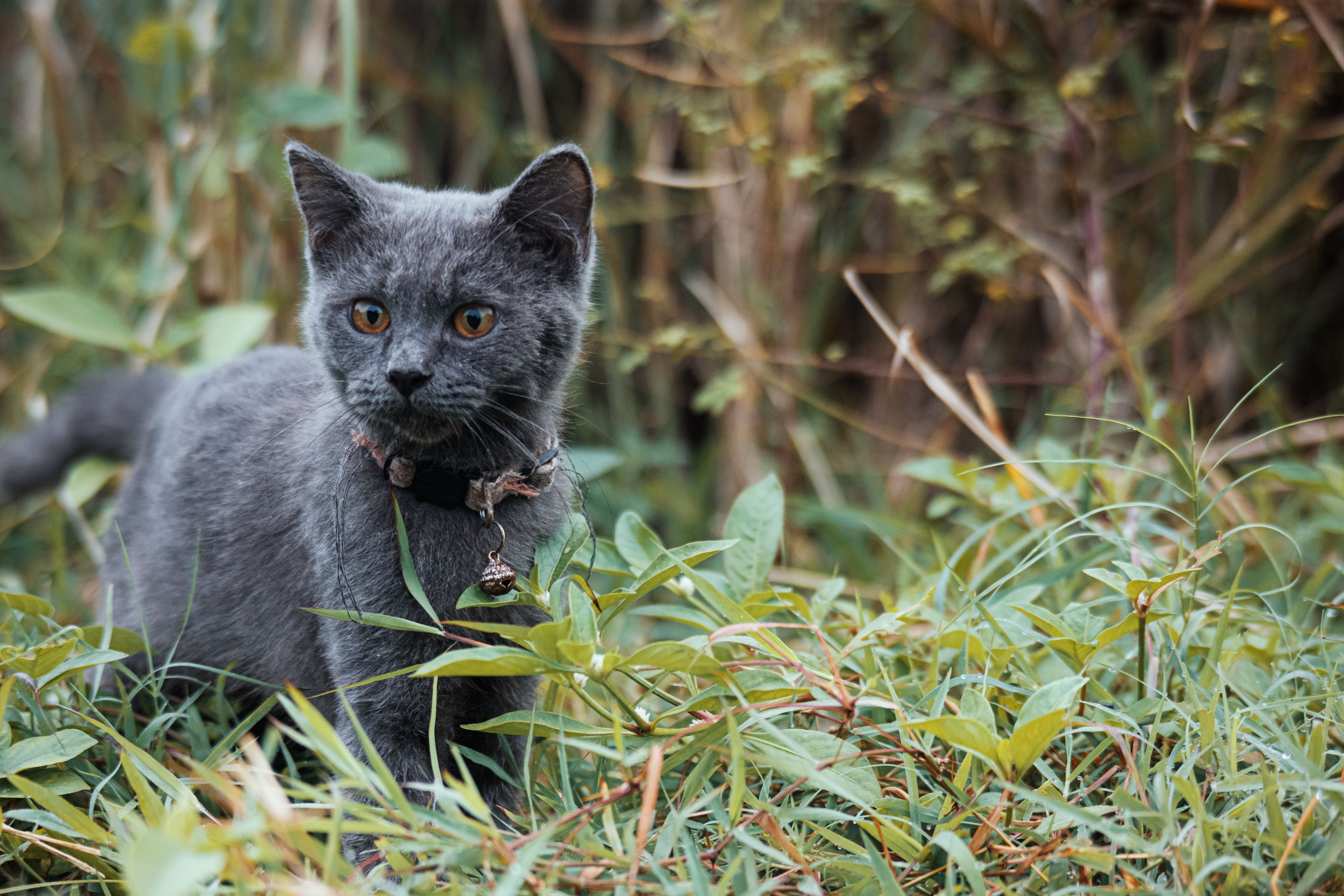 Russian Breed Photos, Download The BEST Free Russian Breed Stock Photos ...