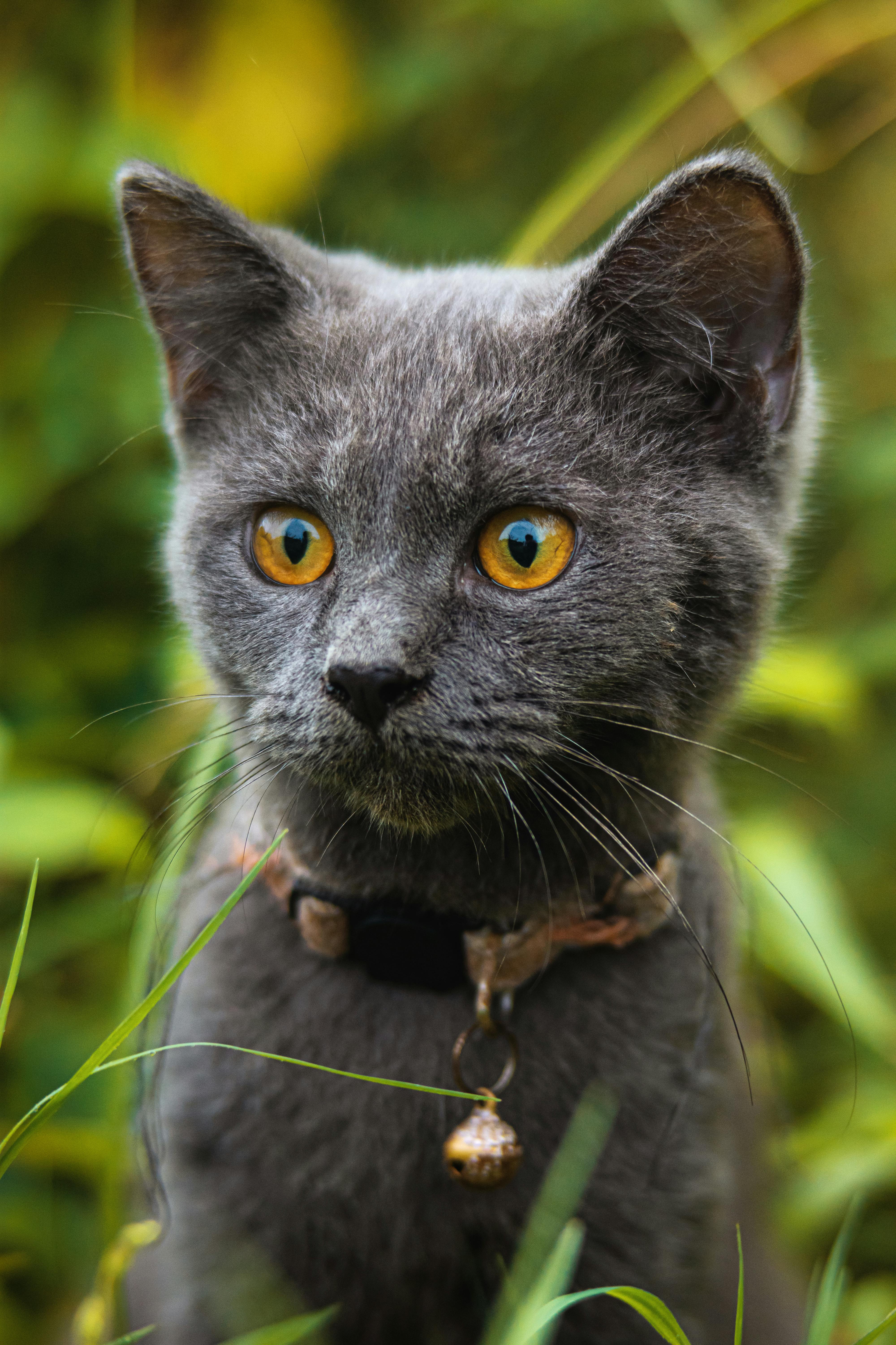 Bell Around Neck Photos, Download The BEST Free Bell Around Neck Stock ...