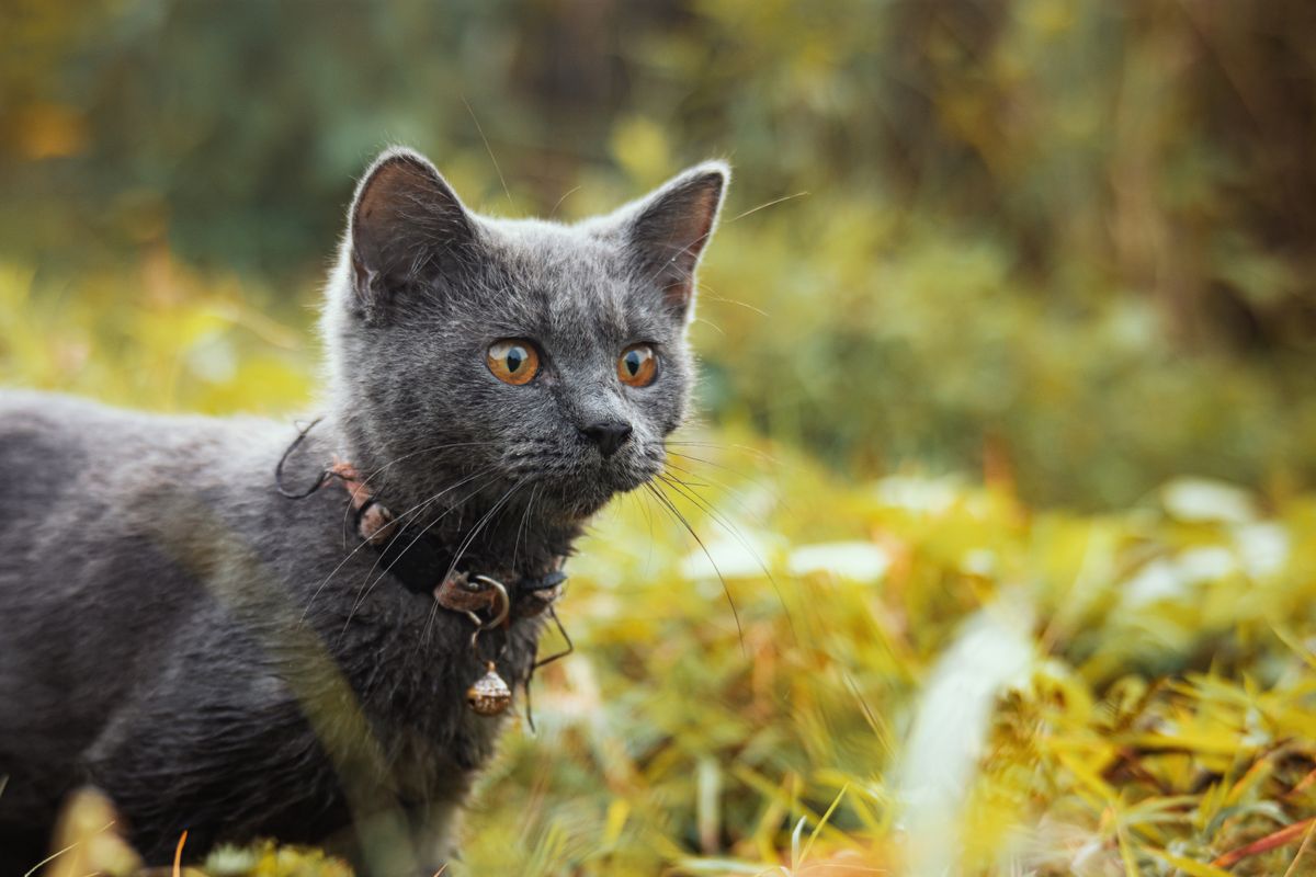 100.000+ Foto Wallpaper Kucing Hd Terbaik · Unduh Gratis 100% · Foto ...