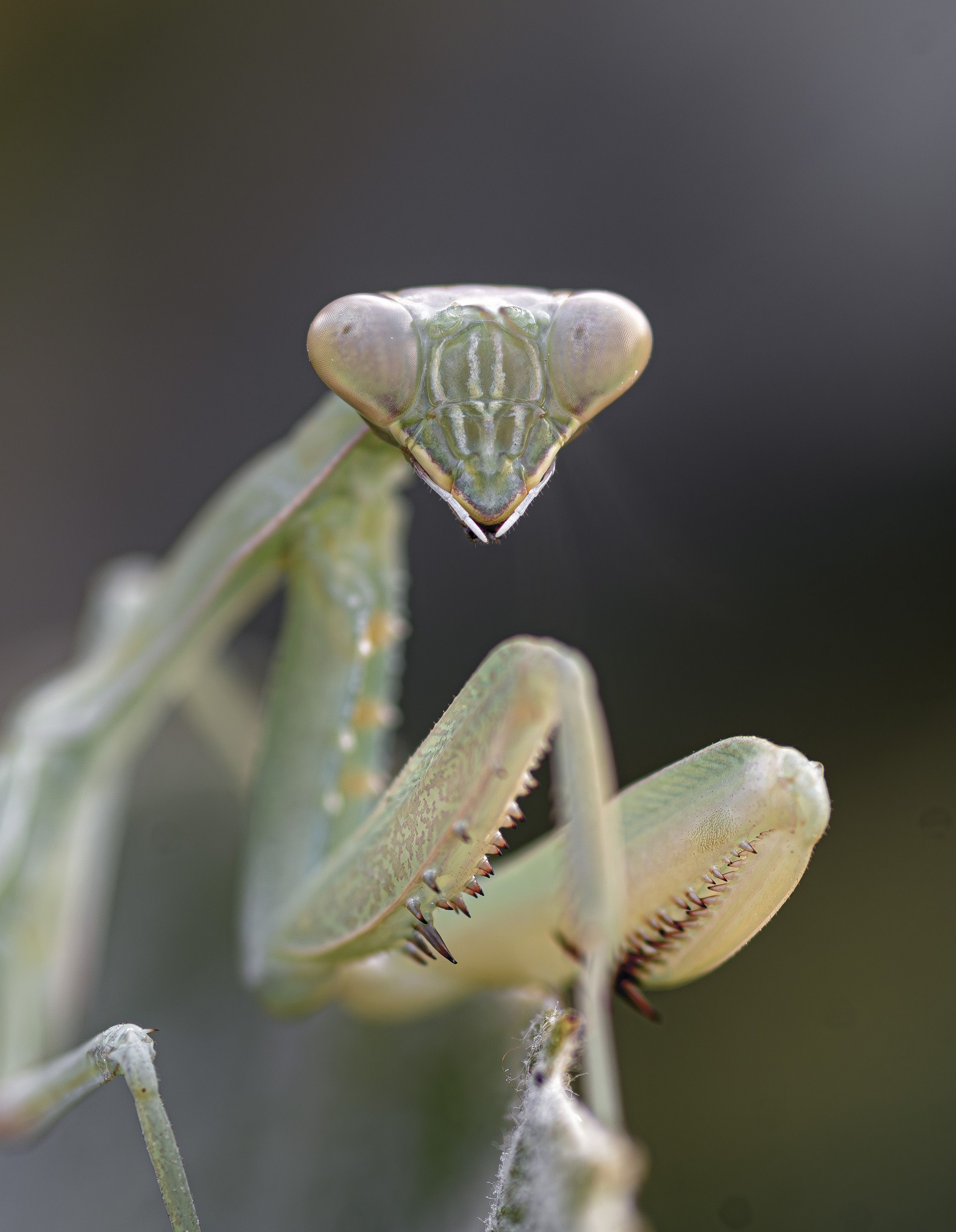 Close up of a Praying Mantis · Free Stock Photo