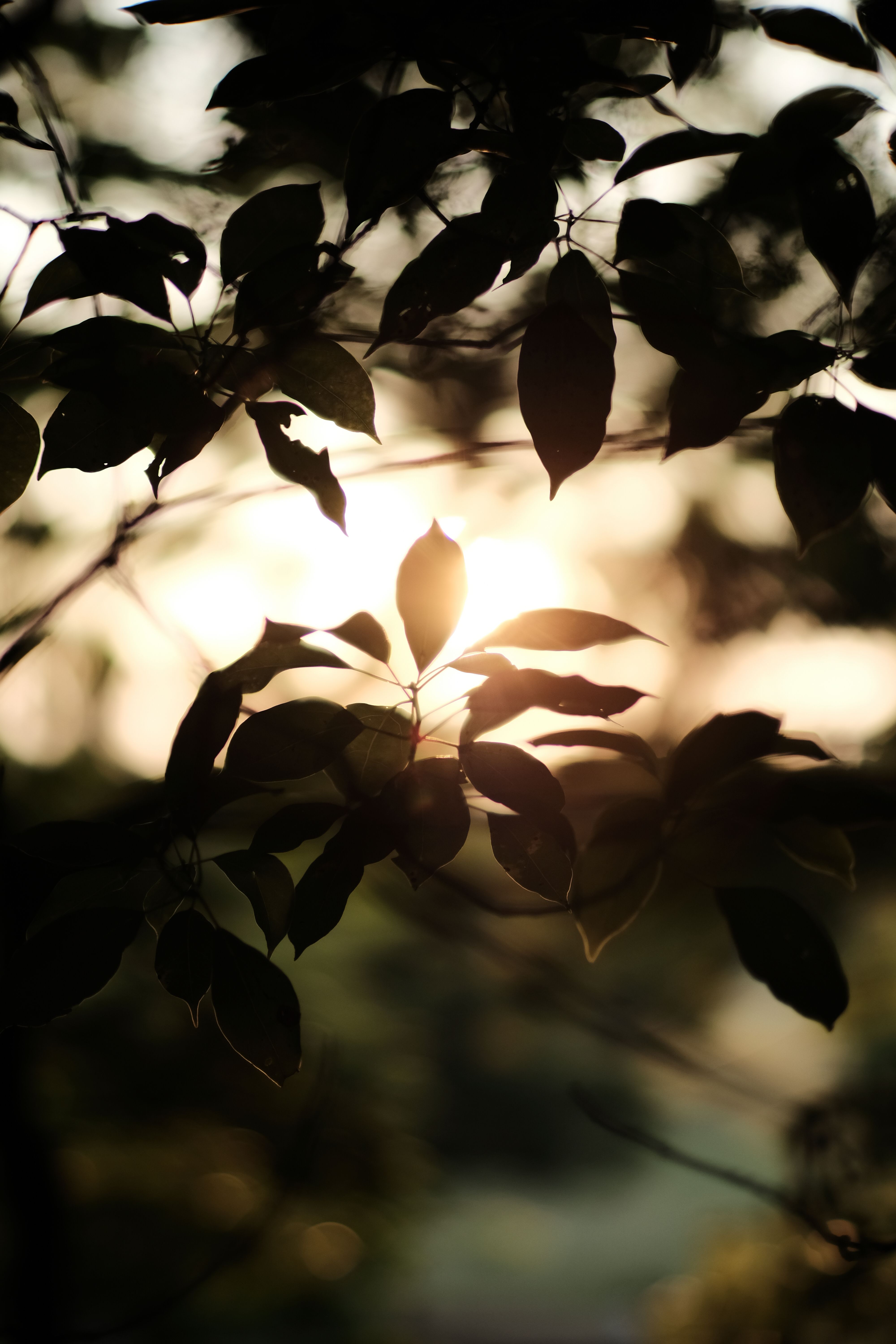 Sunlight behind Leaves · Free Stock Photo