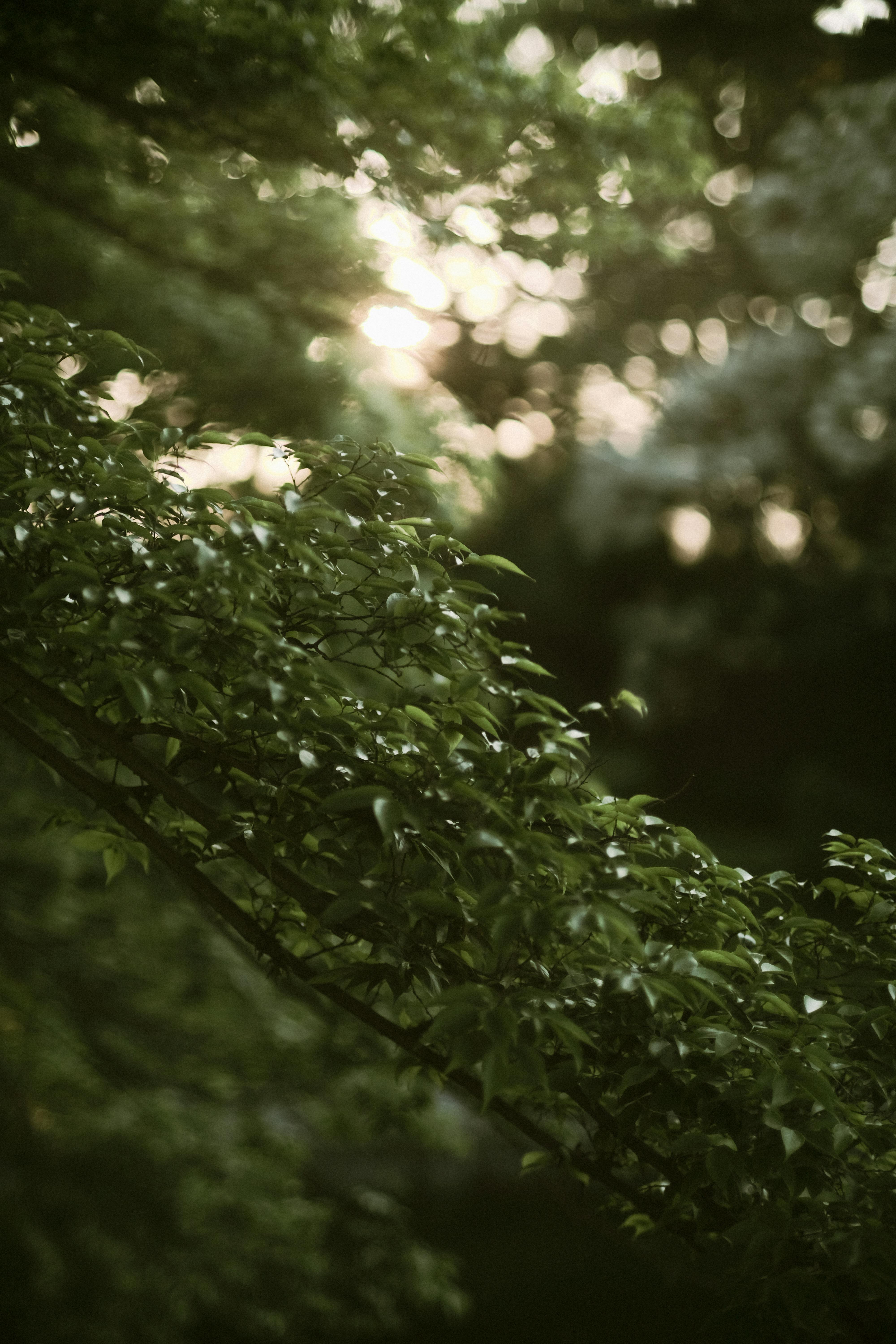 Sparse Foliage Photos, Download The BEST Free Sparse Foliage Stock ...