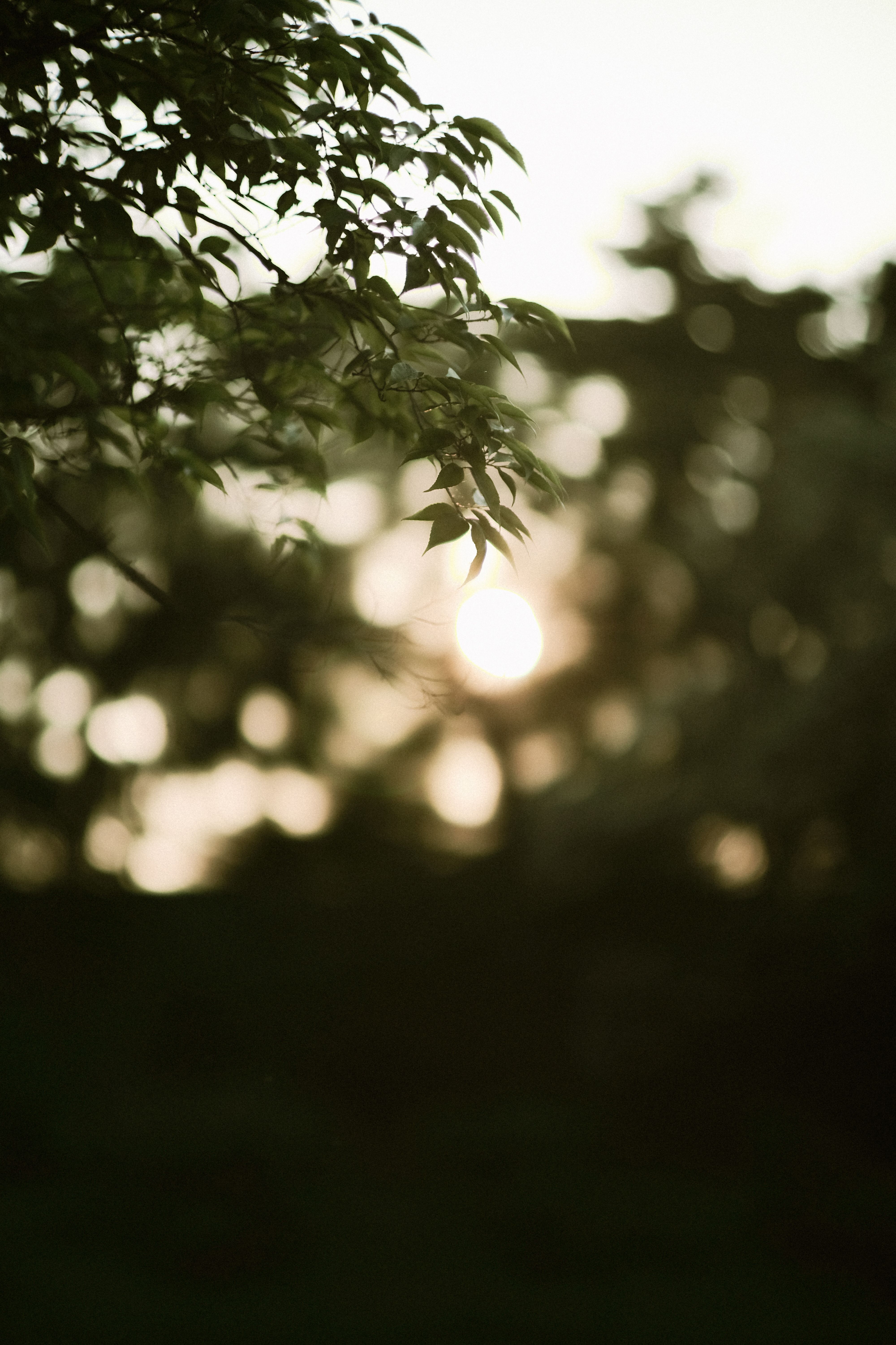 Sparse Foliage Photos, Download The BEST Free Sparse Foliage Stock ...