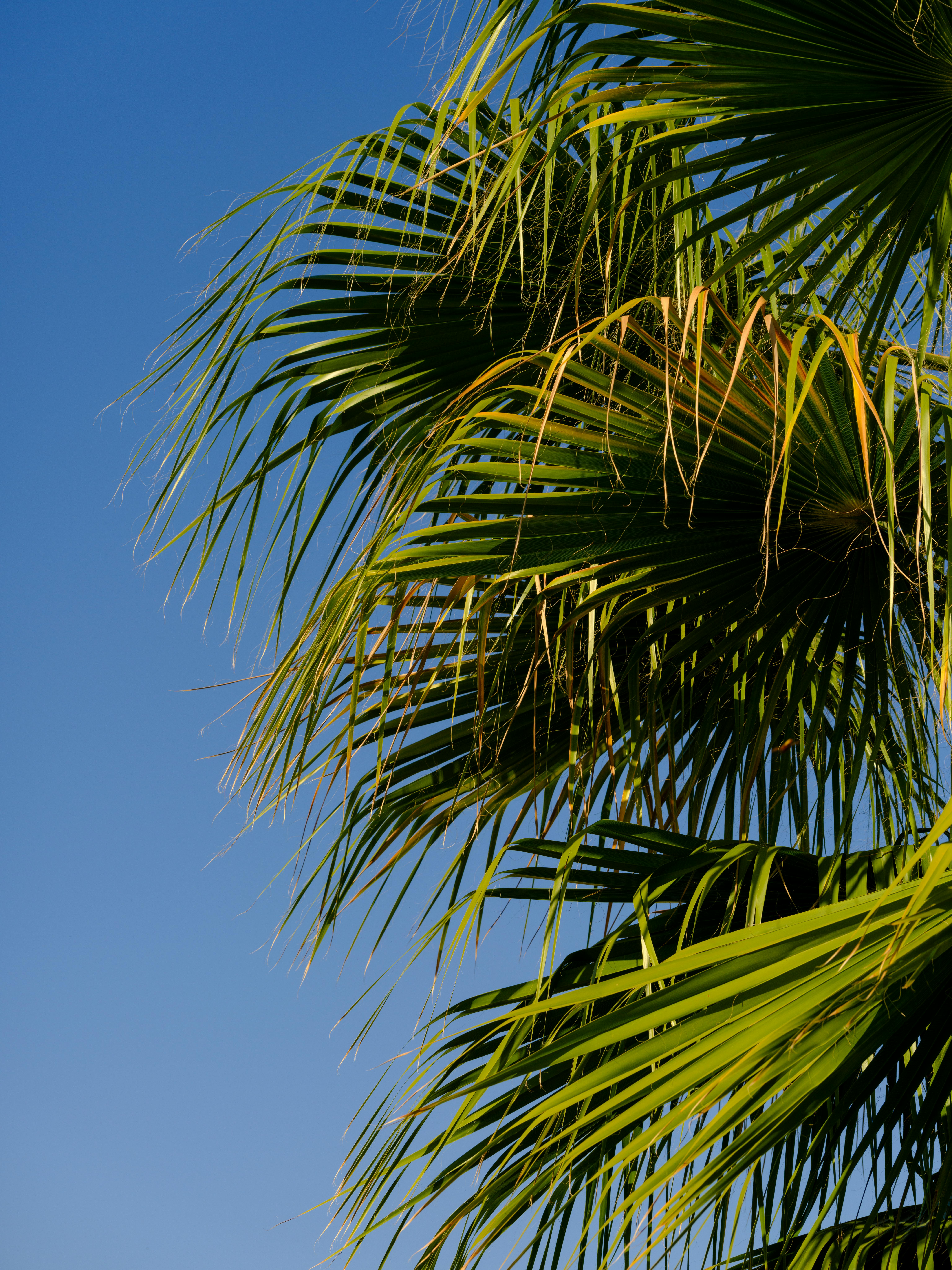 A Palm Tree · Free Stock Photo