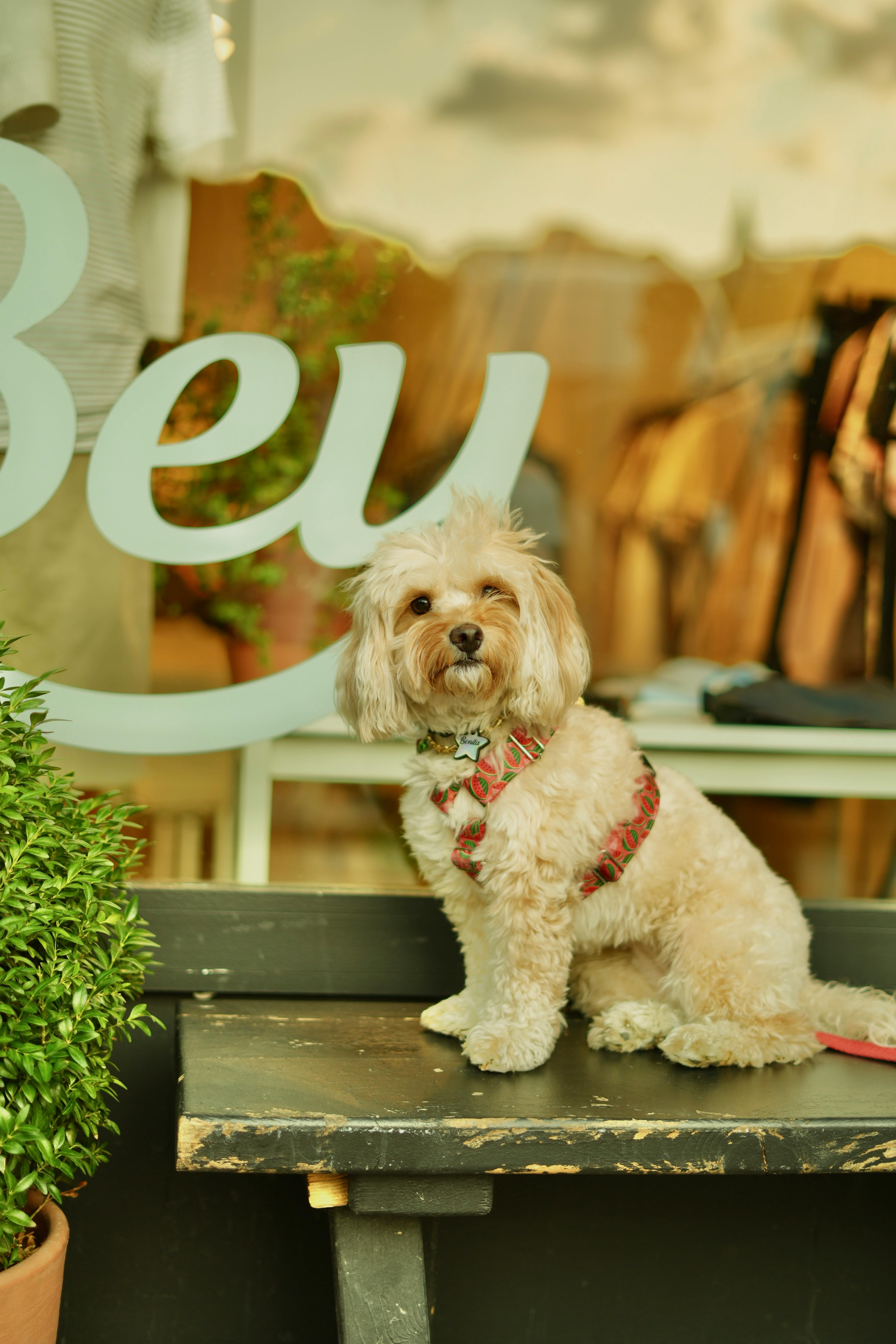 Pet Shop Photos, Download The BEST Free Pet Shop Stock Photos & HD Images