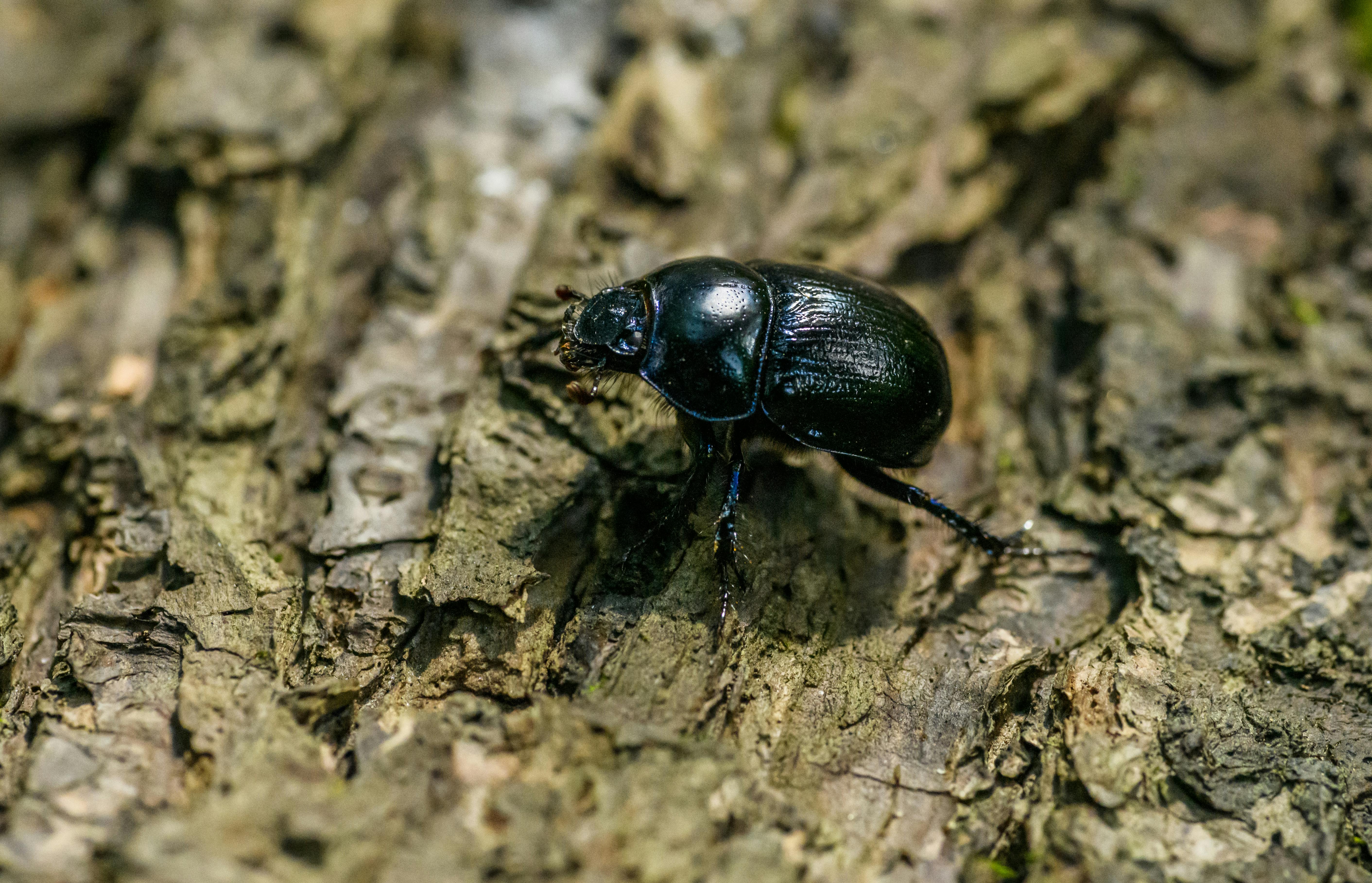 Blue and Black Beetle on Brown Wood · Free Stock Photo