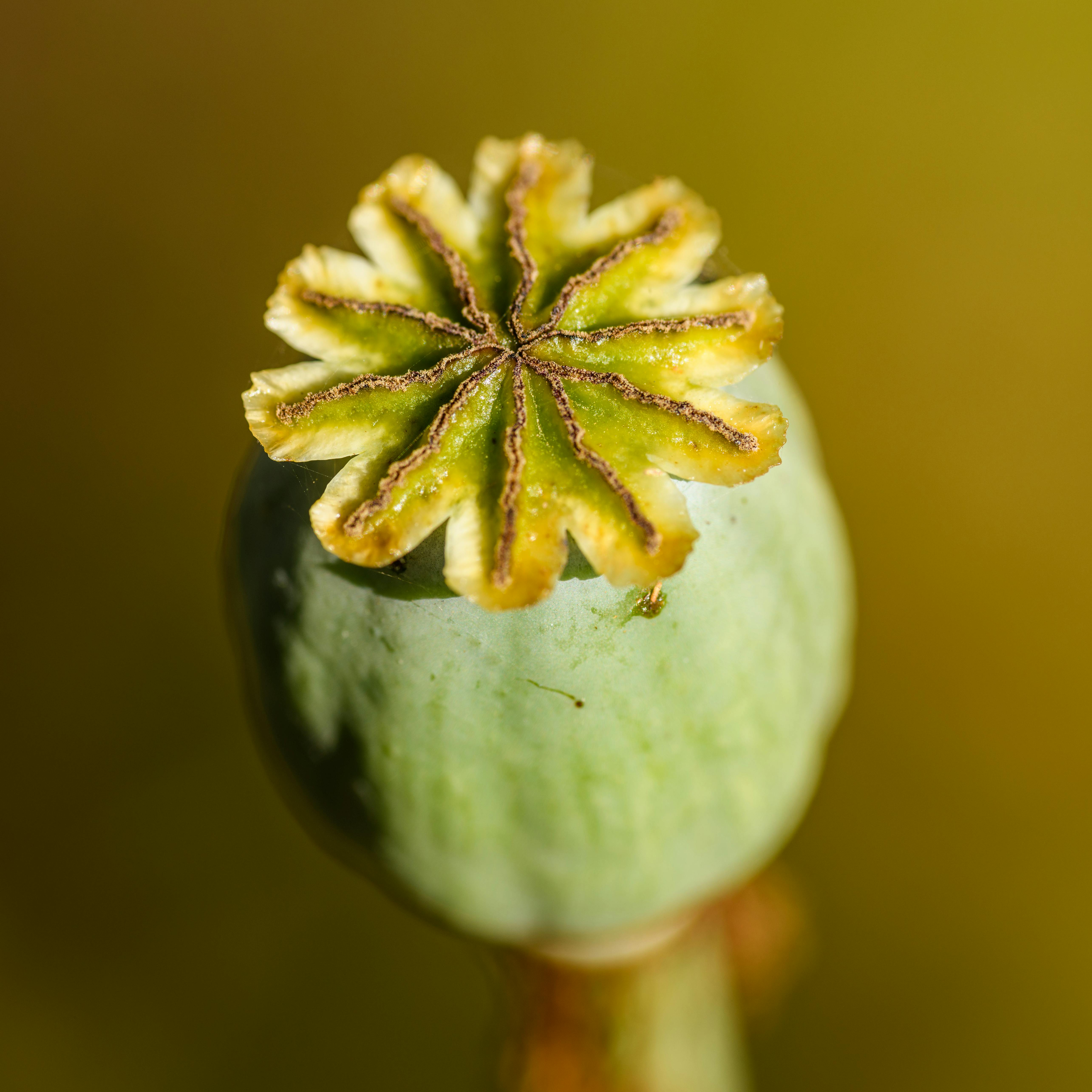 Poppy Seed Photos, Download The BEST Free Poppy Seed Stock Photos & HD ...