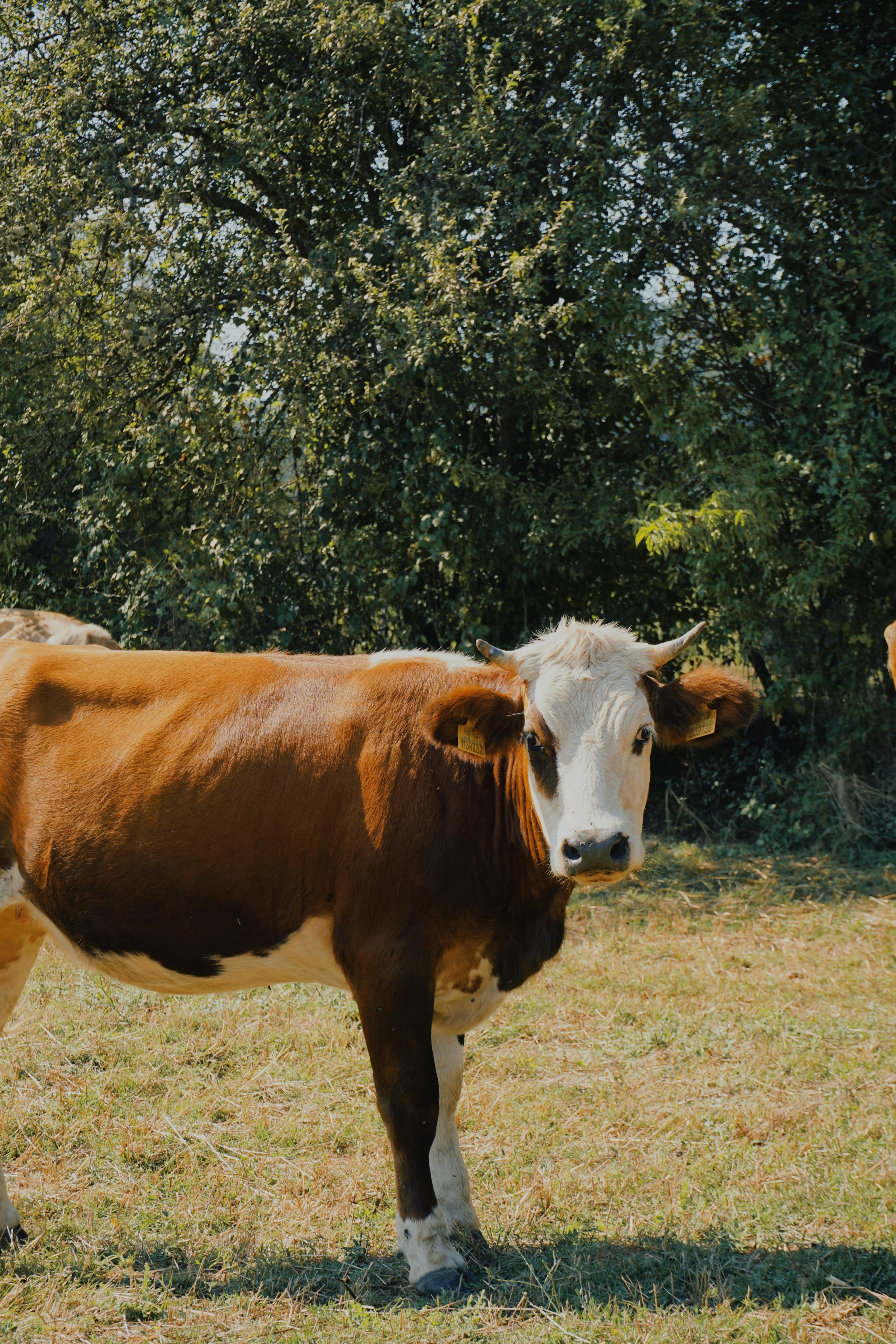 Close up of Cow Head · Free Stock Photo