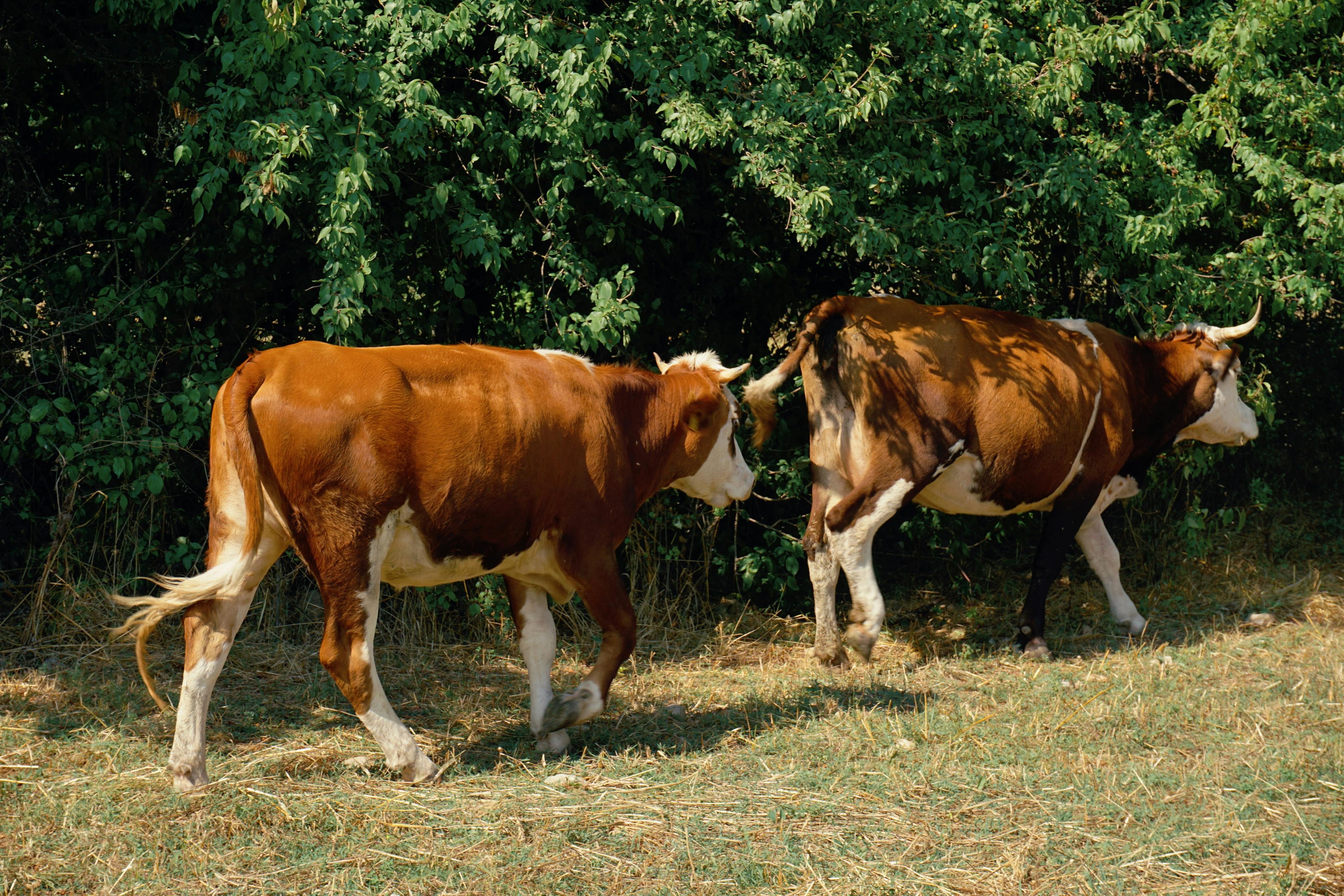 Wood Rudder Photos, Download The BEST Free Wood Rudder Stock Photos ...