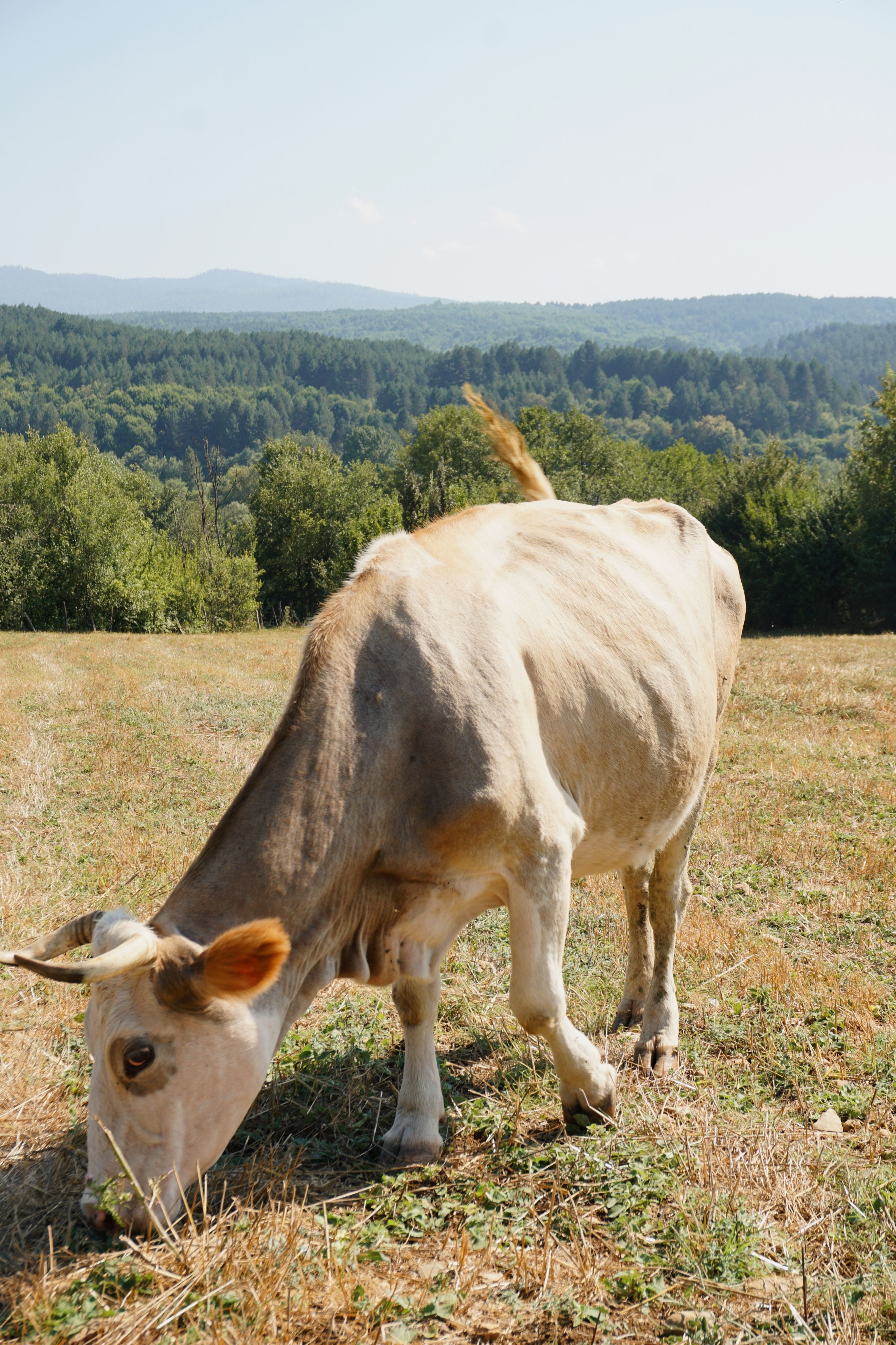 Cow Grazing on Lawn in Mountains Landscape · Free Stock Photo