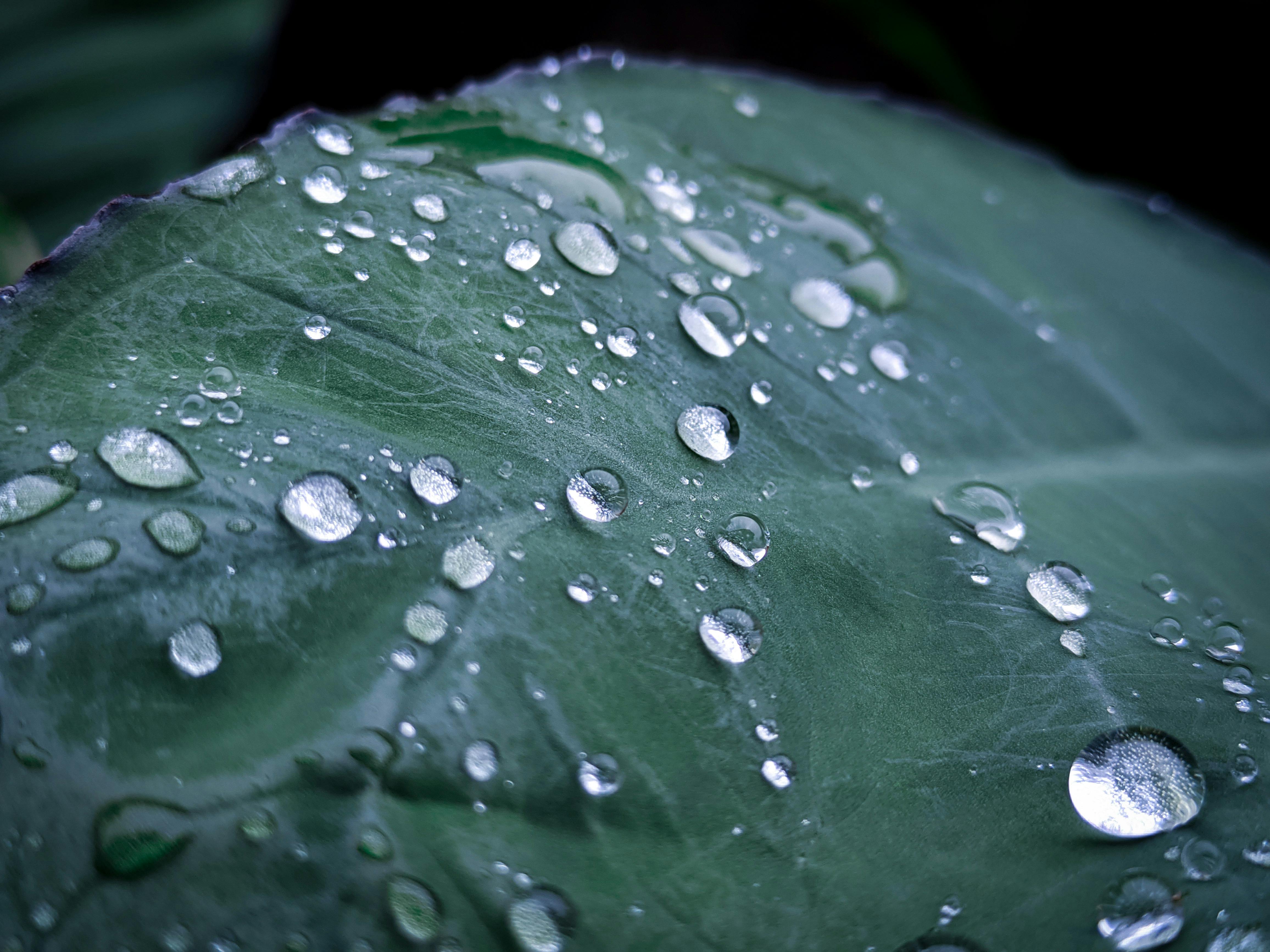 Closeup View of Green Leaf With Rain Drops · Free Stock Photo