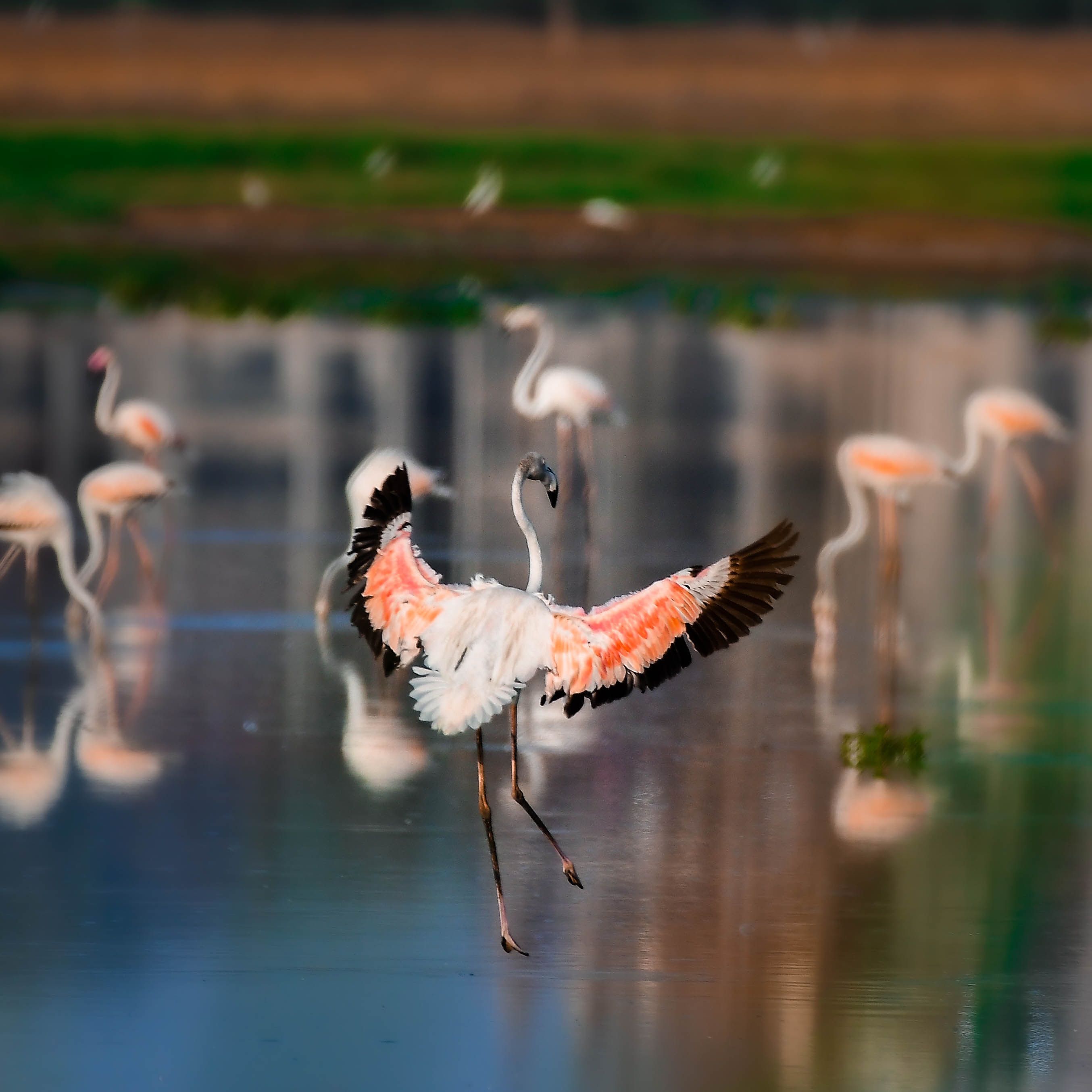 Flock of Flamingos · Free Stock Photo
