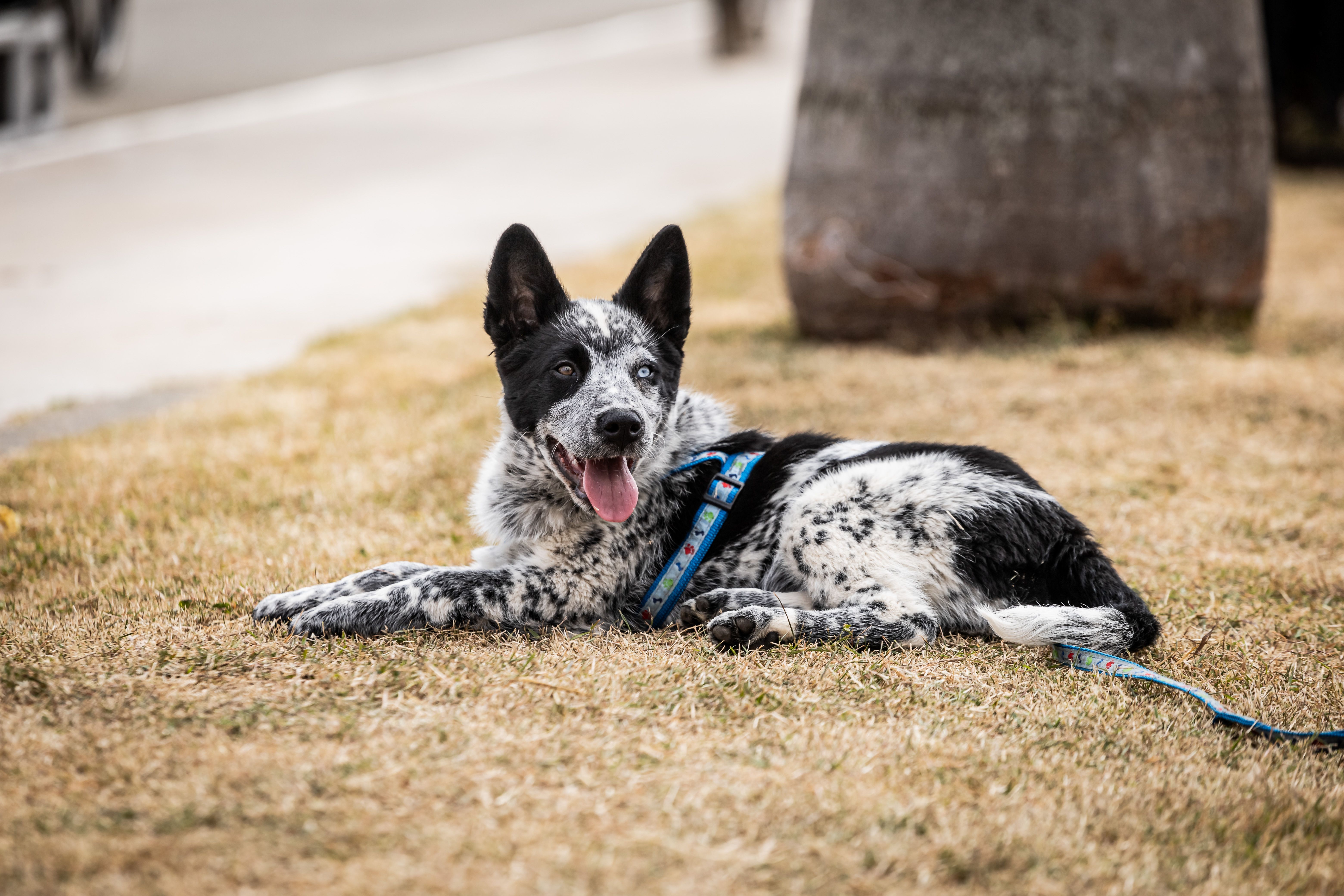 Cattle Dog Photos, Download The BEST Free Cattle Dog Stock Photos & HD ...
