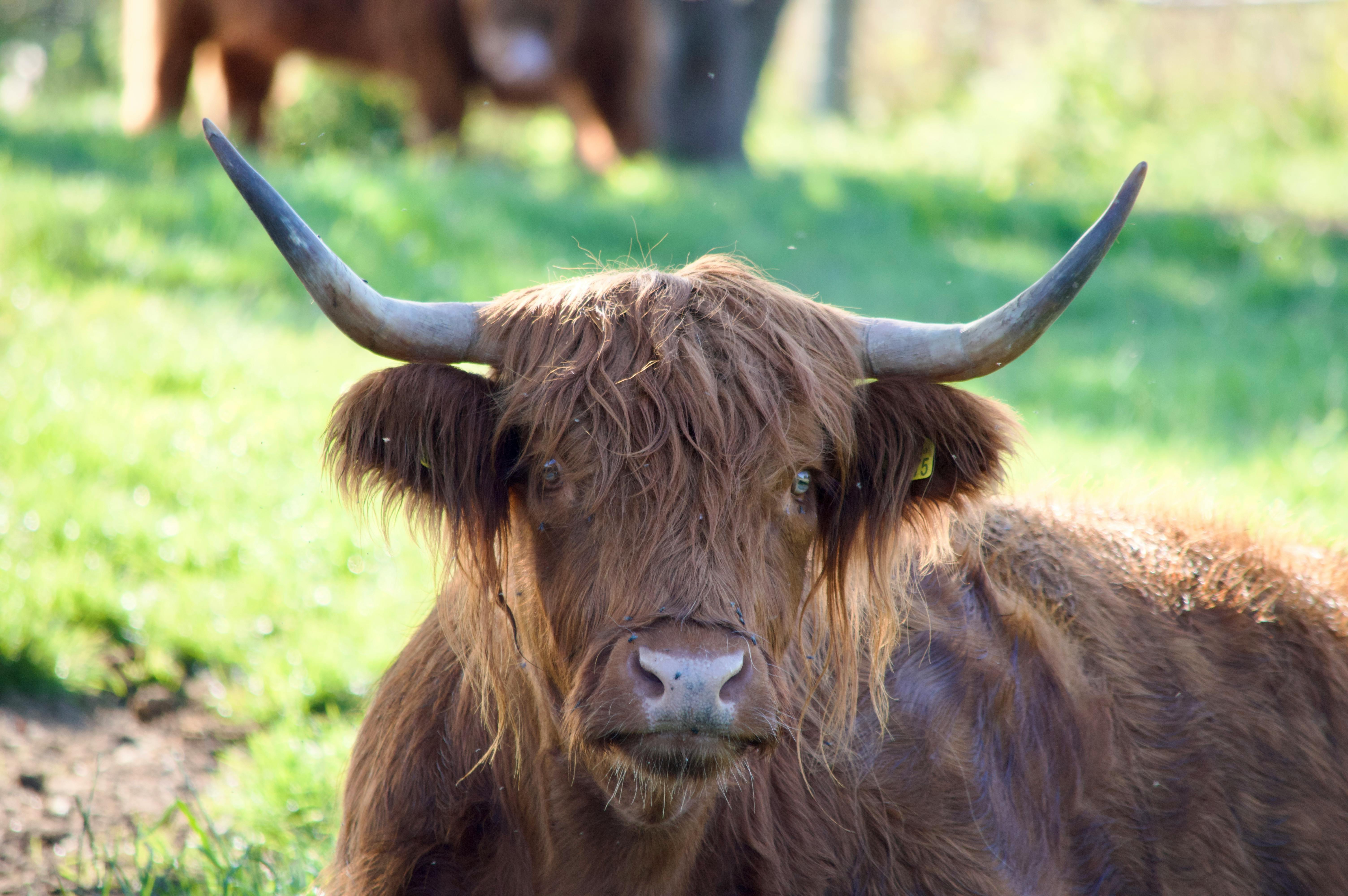 Scottish Highland Cattle · Free Stock Photo