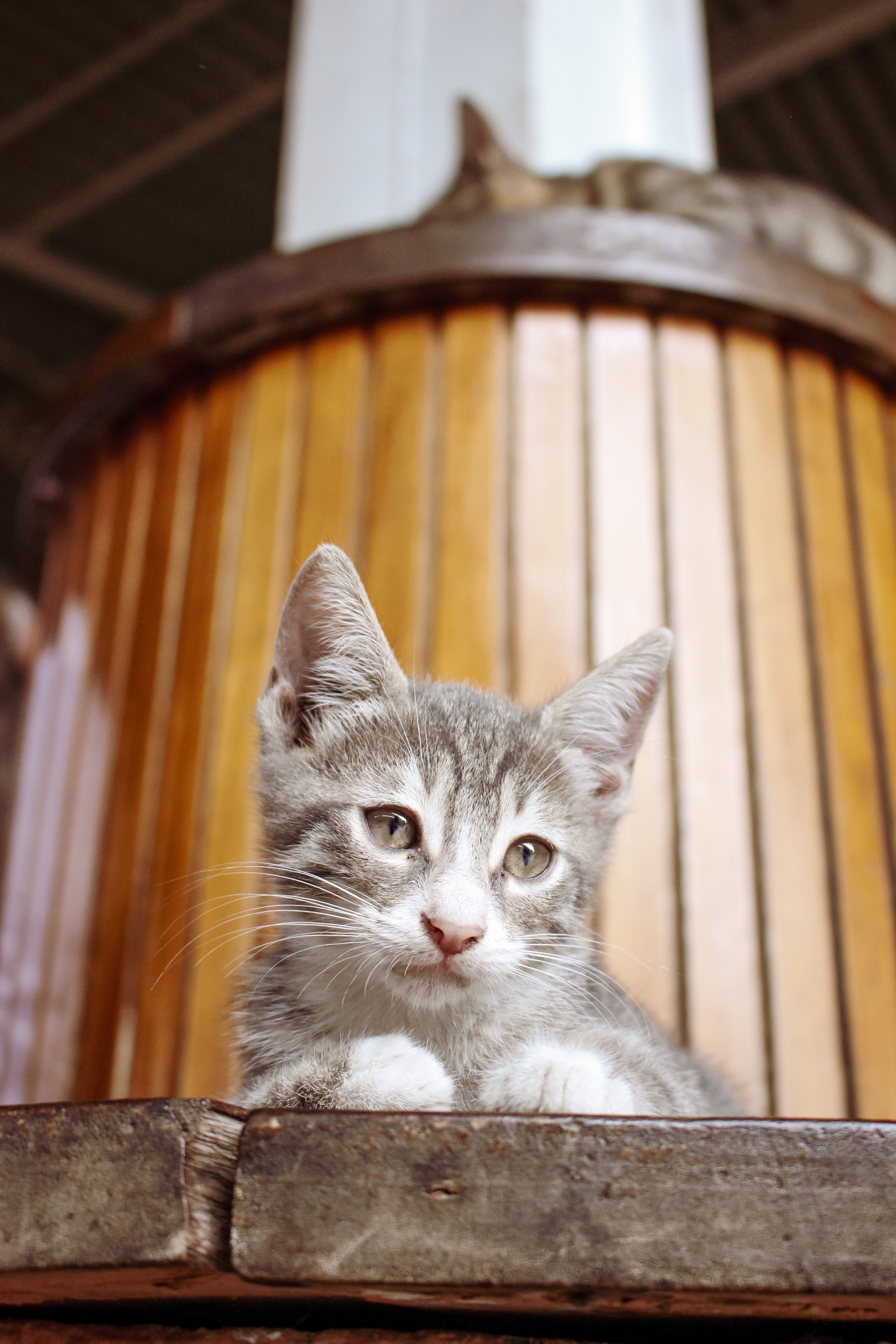 Cute Grey Cat Coming out of a Barn · Free Stock Photo