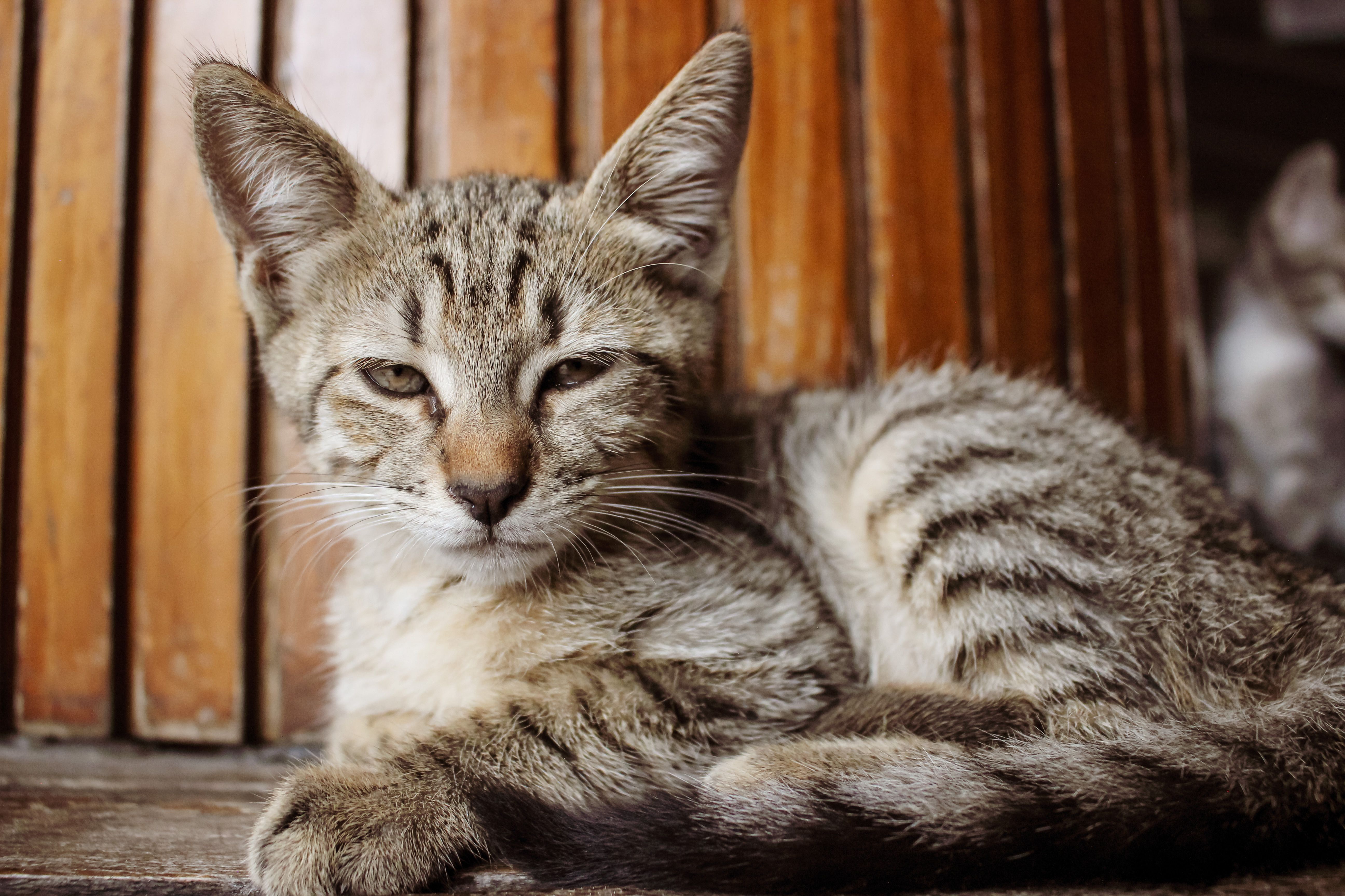 Free Tabby Cat Wallpaper Photos, Download The BEST Free Free Tabby Cat ...