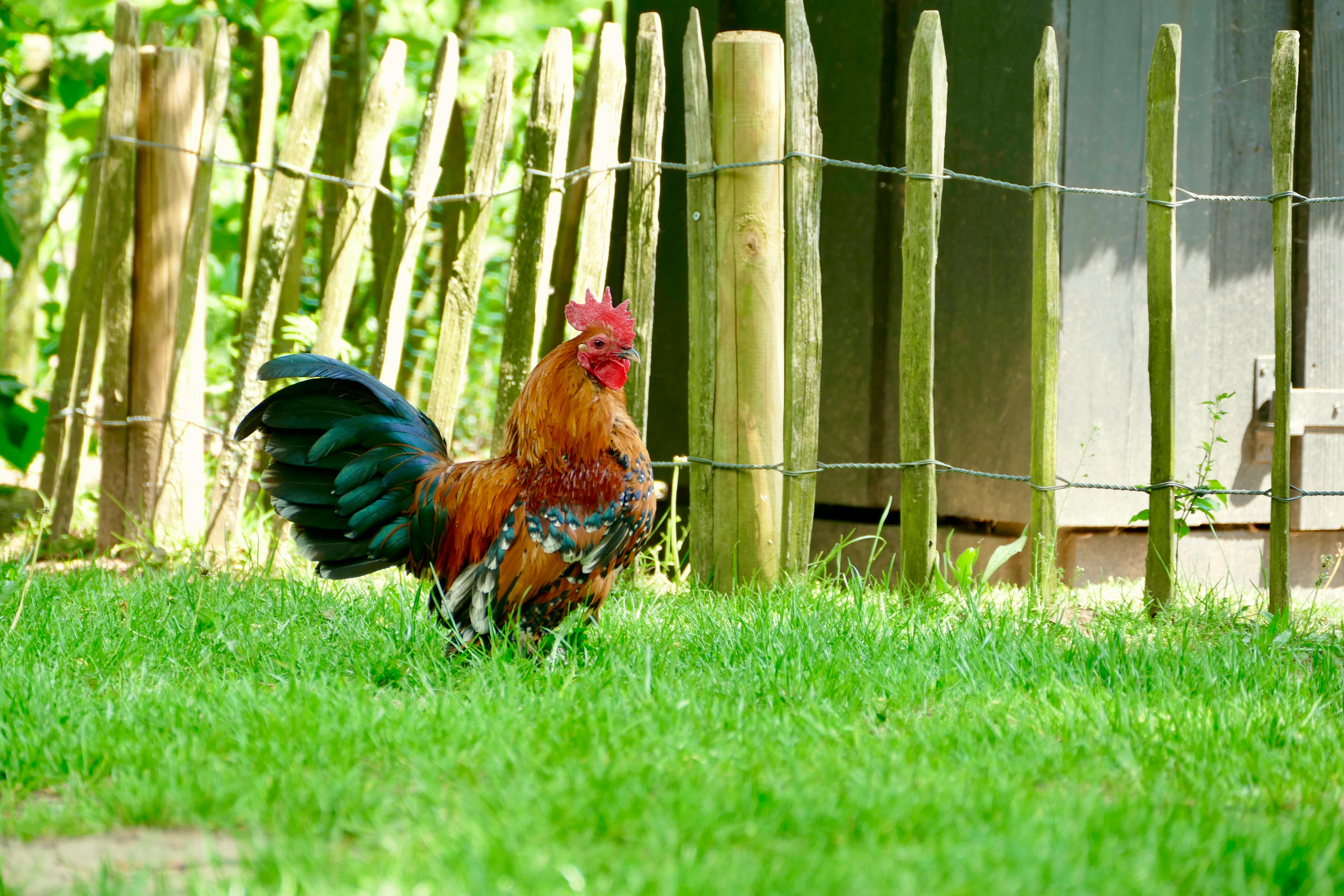 Raptors Rooster Photos, Download The BEST Free Raptors Rooster Stock ...