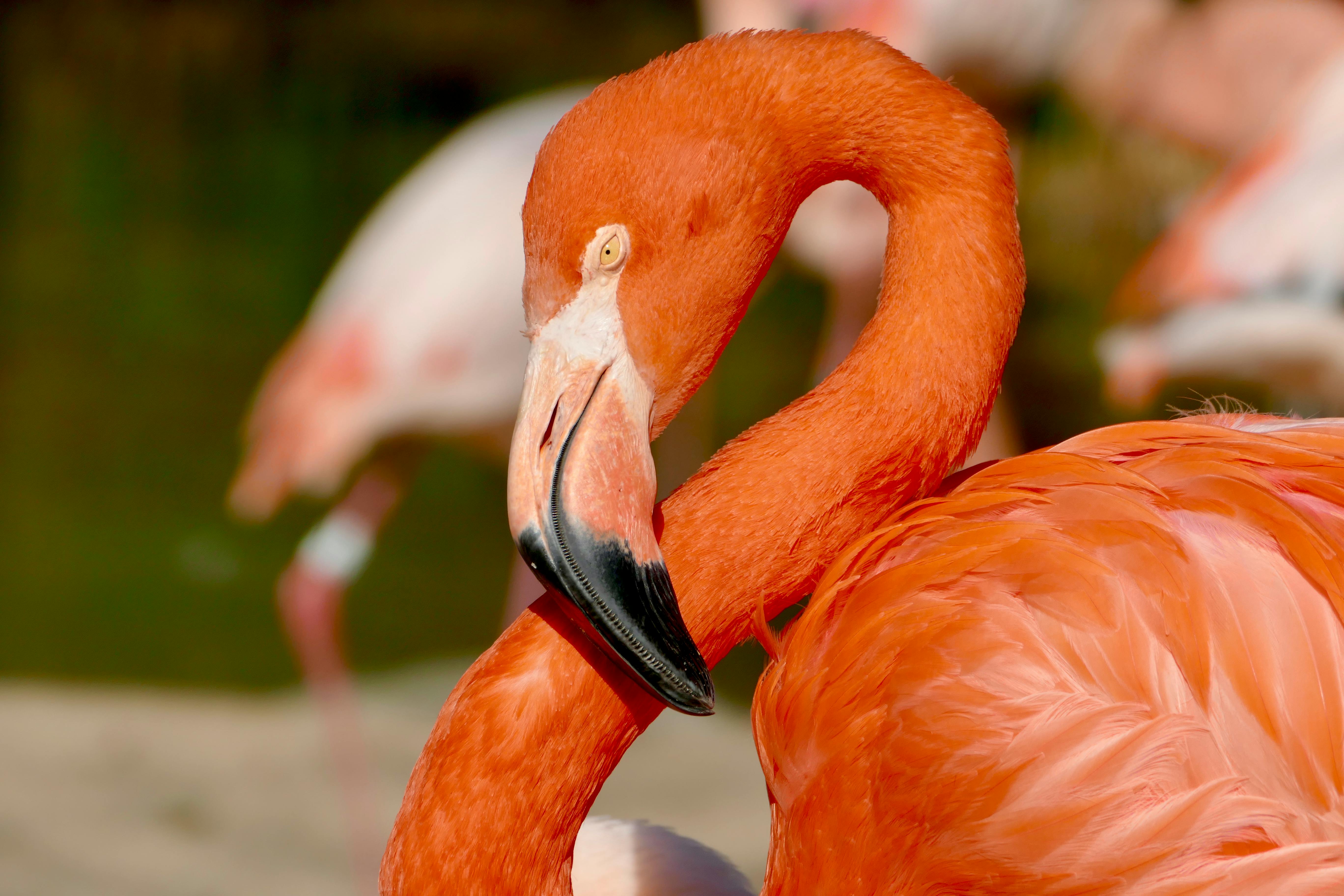 Close up of Flamingo · Free Stock Photo