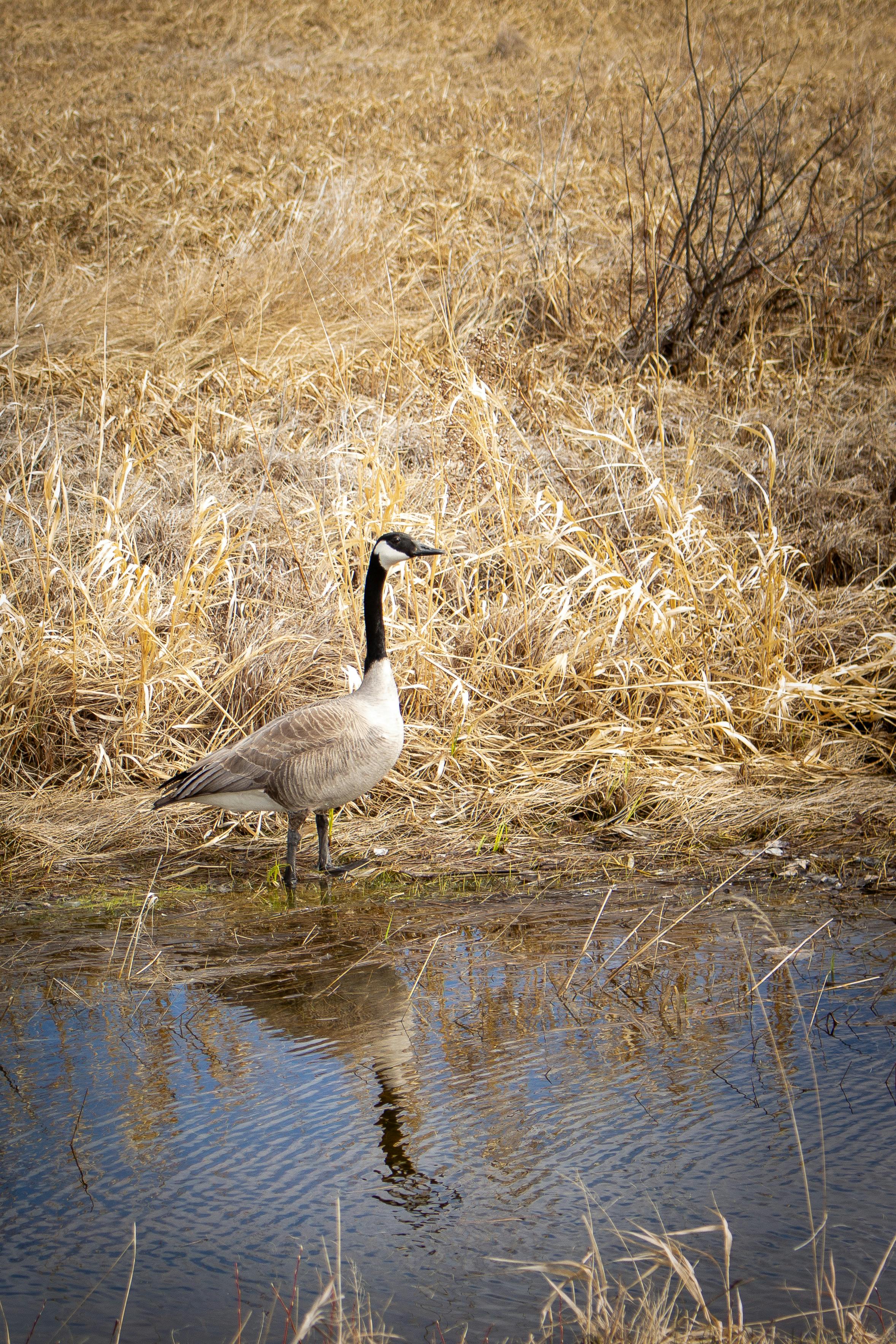 Nature With Bird Photos, Download The BEST Free Nature With Bird Stock ...