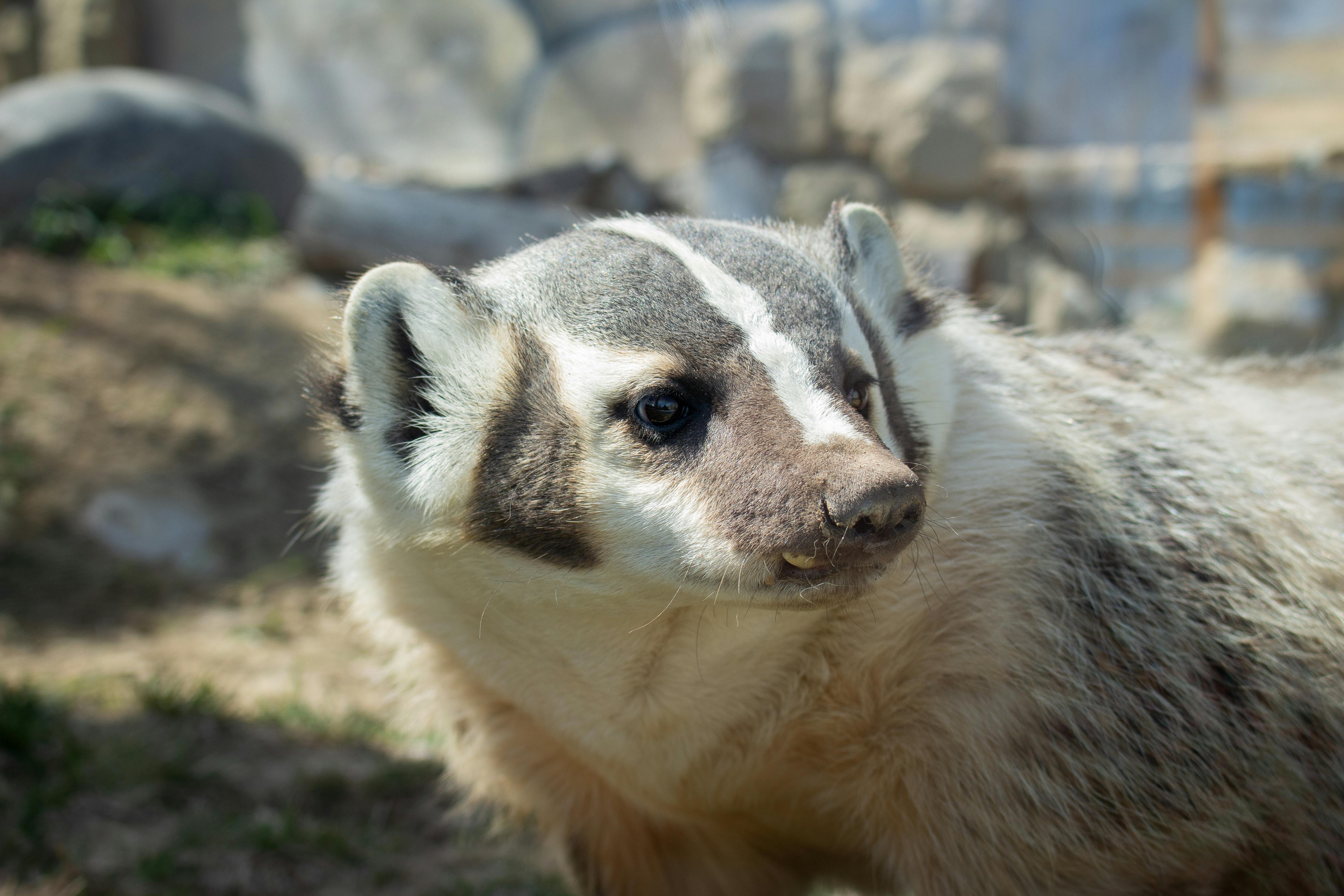 Close up of Badger · Free Stock Photo