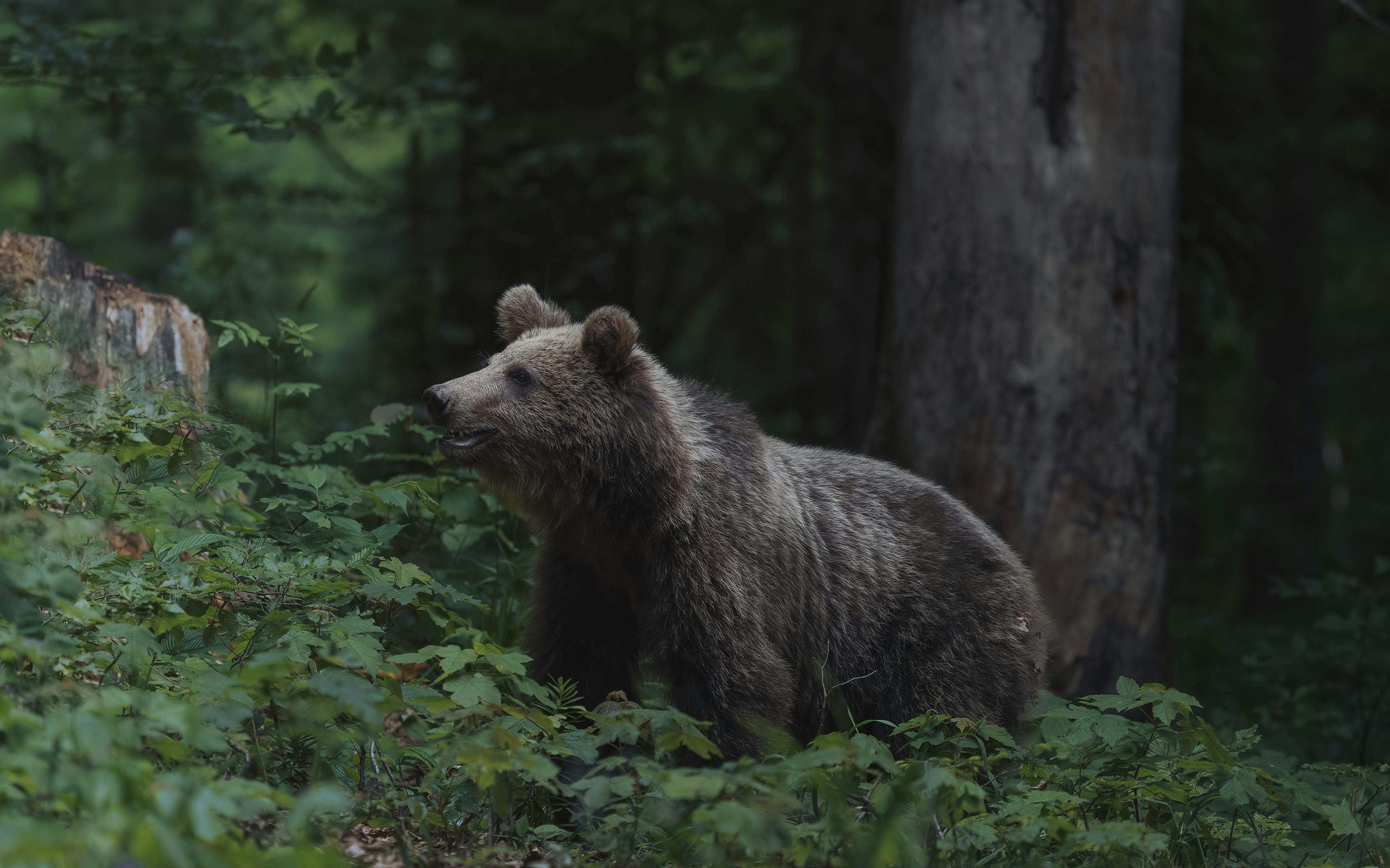 Bear In Forest Photos, Download The BEST Free Bear In Forest Stock ...