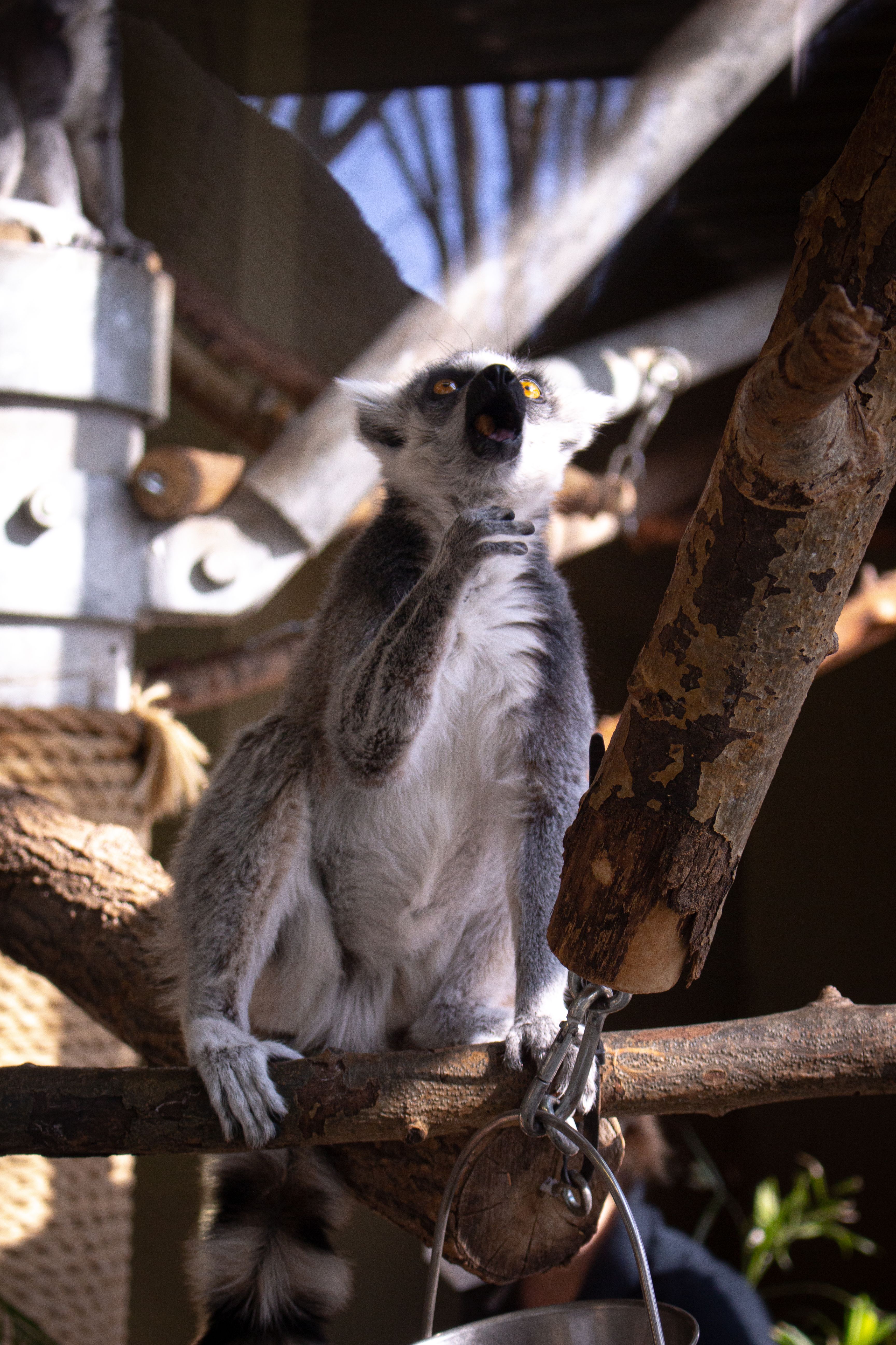 Close up of Lemur in Zoo · Free Stock Photo