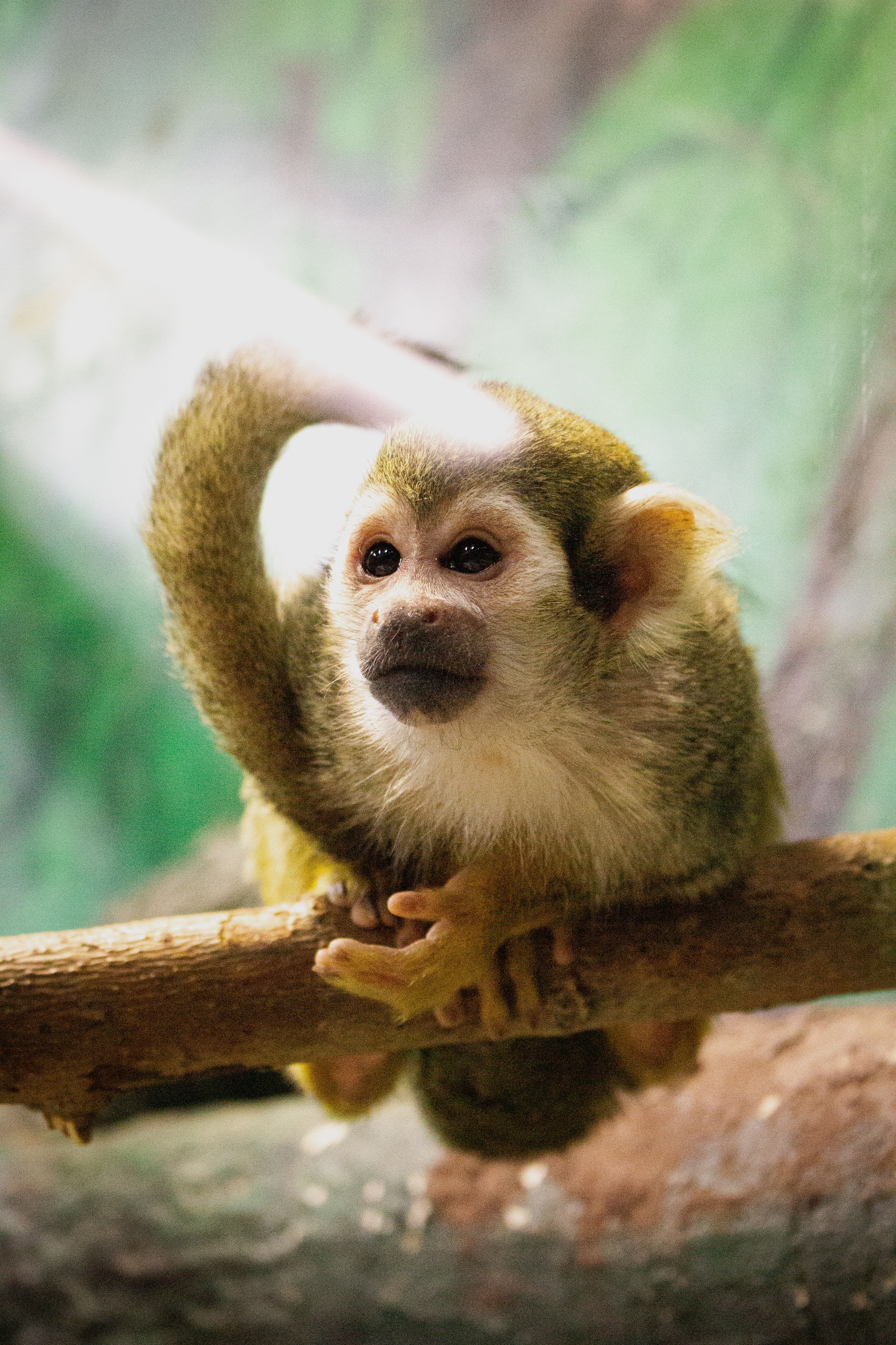 Close up of Small Monkey · Free Stock Photo