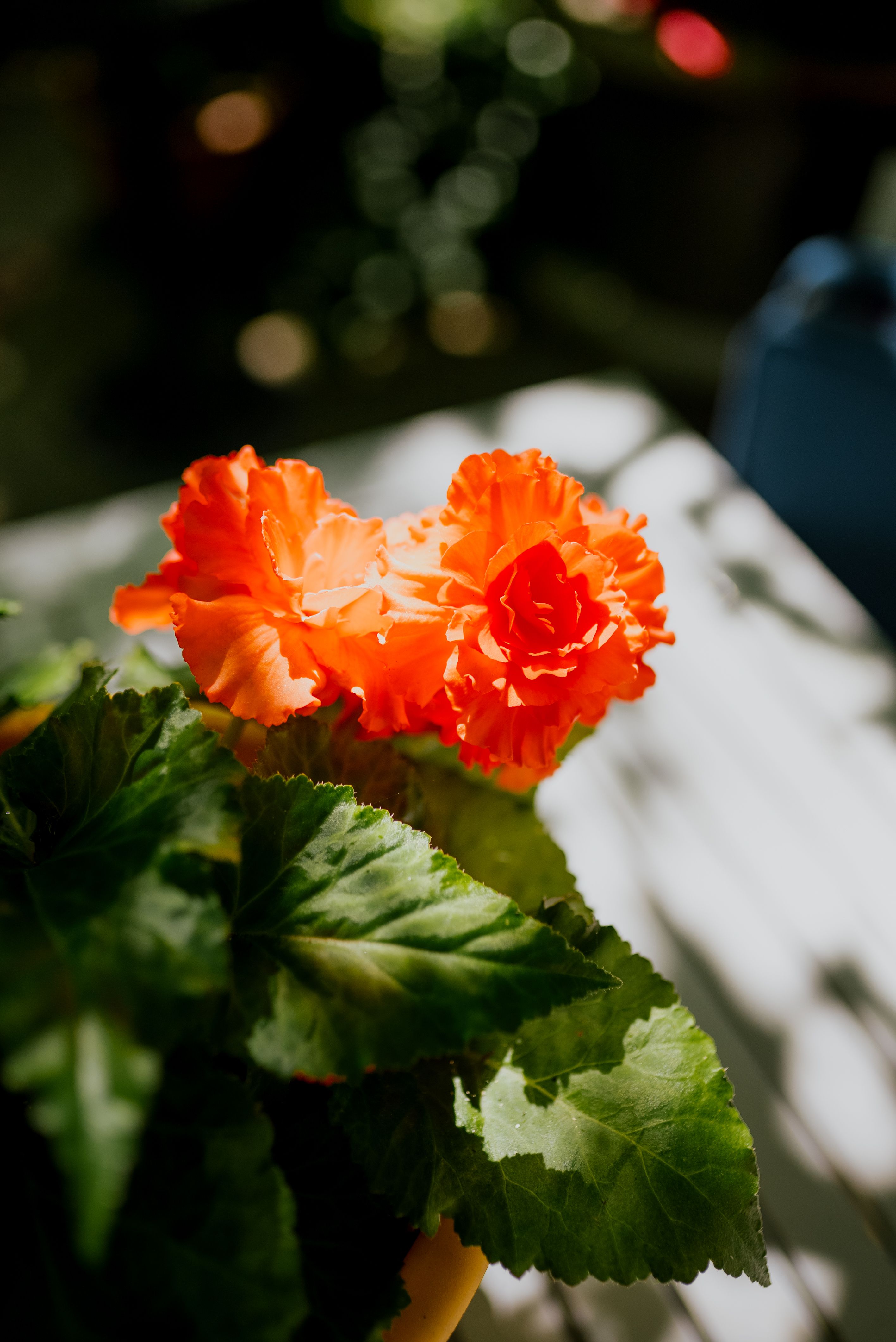 Nature Flowers Photos, Download The BEST Free Nature Flowers Stock ...