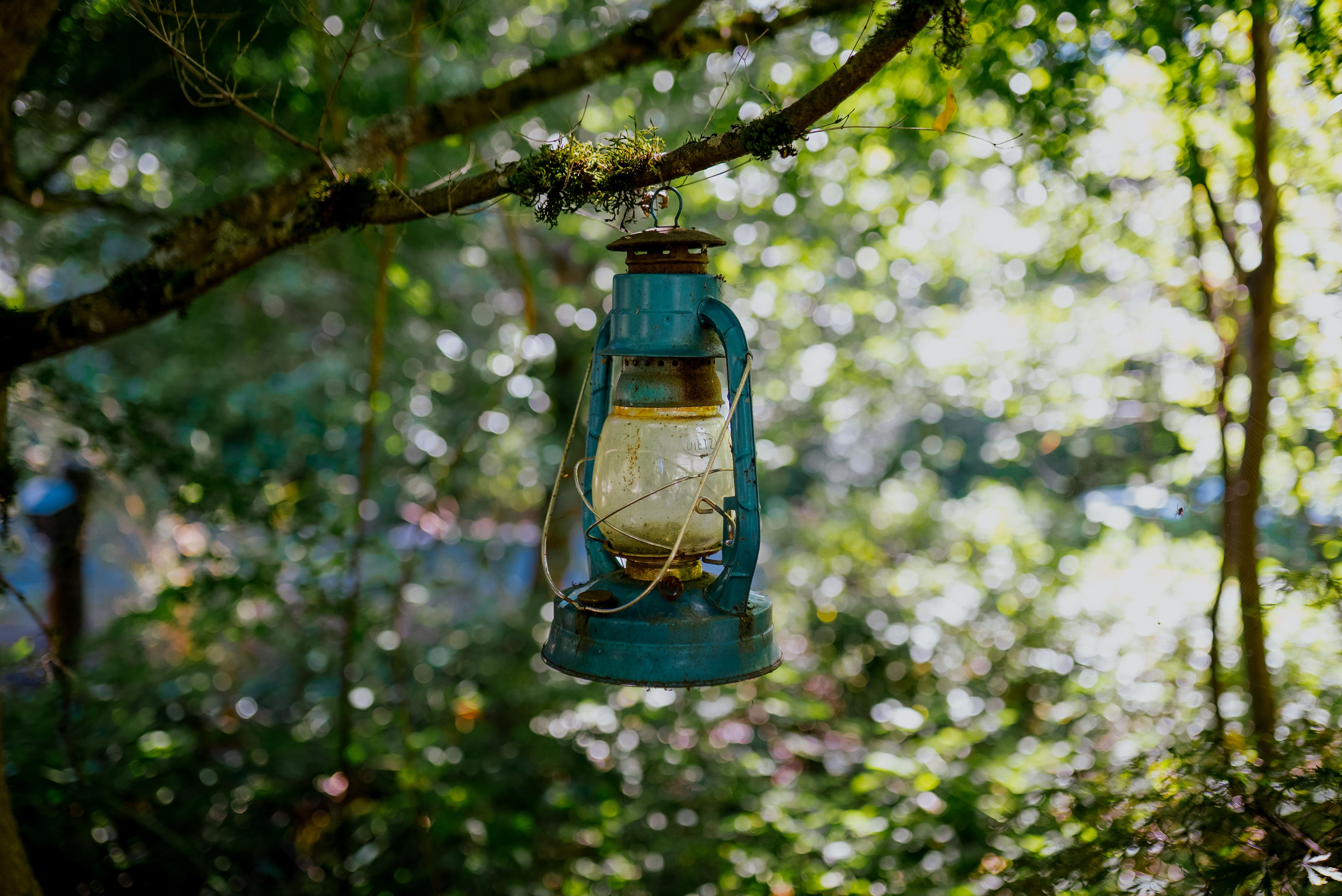 Vintage Light Fixtures Hang In Tree