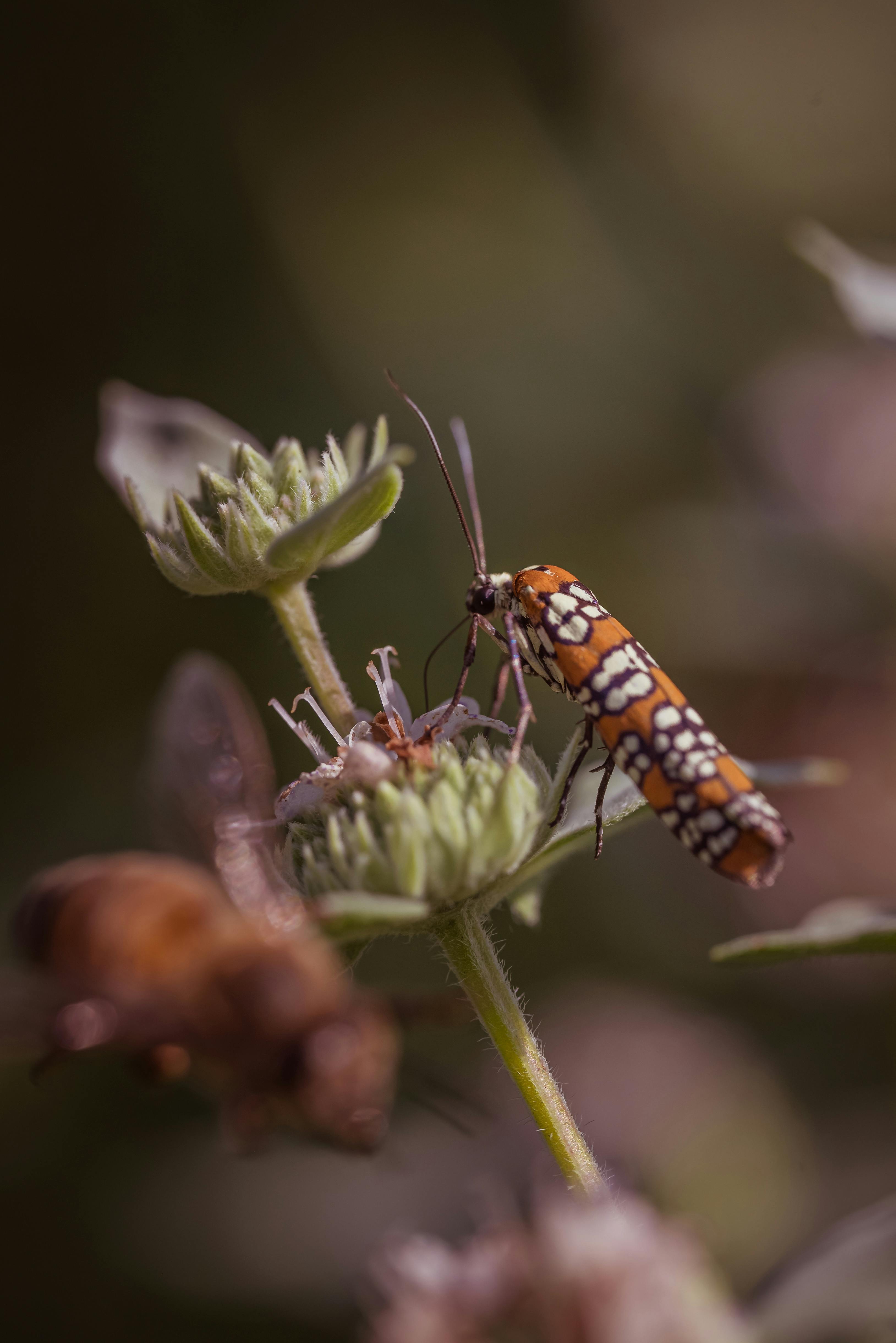 Ailanthus Webworm on Flowers · Free Stock Photo
