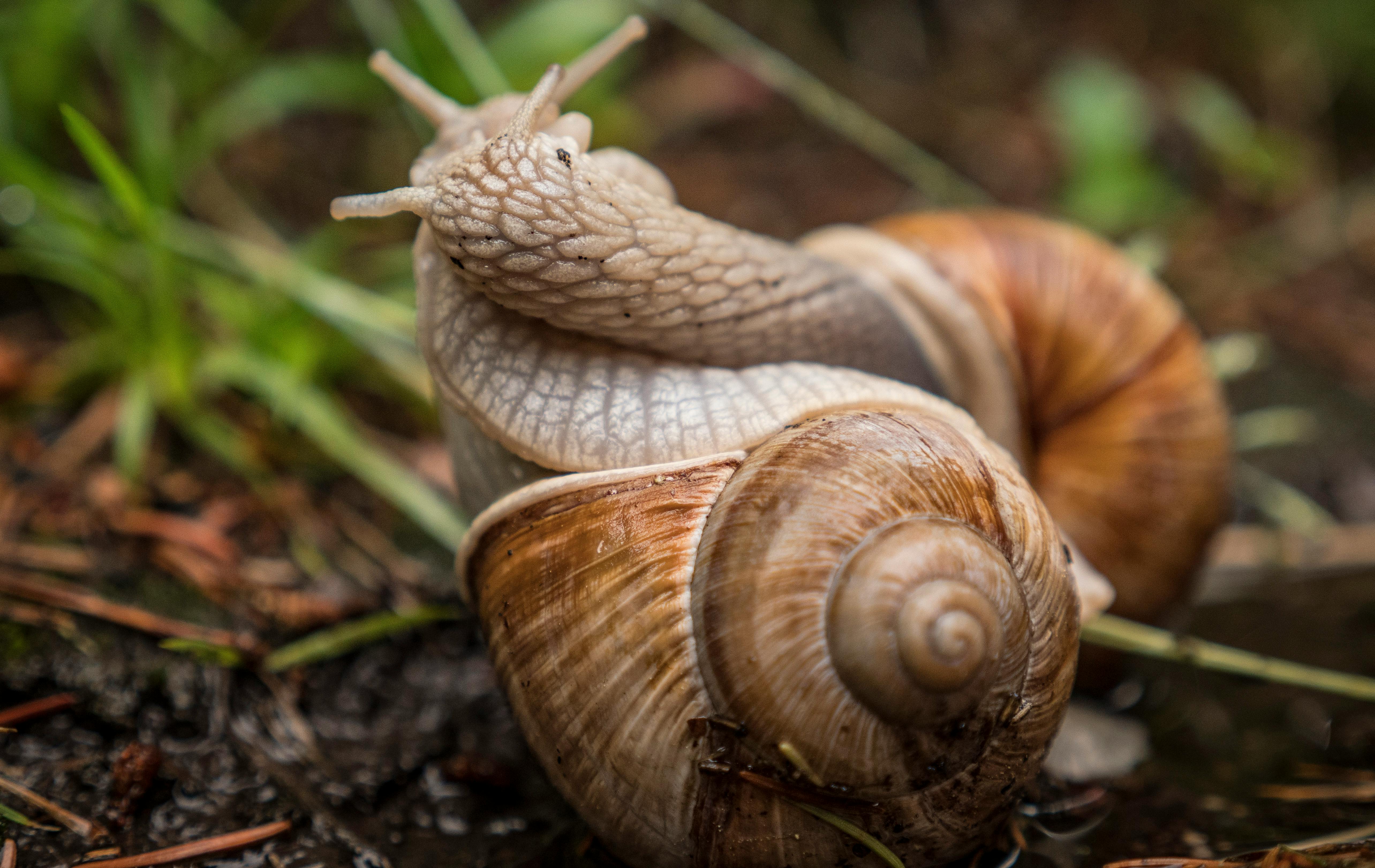 Close-up of Two Snails · Free Stock Photo